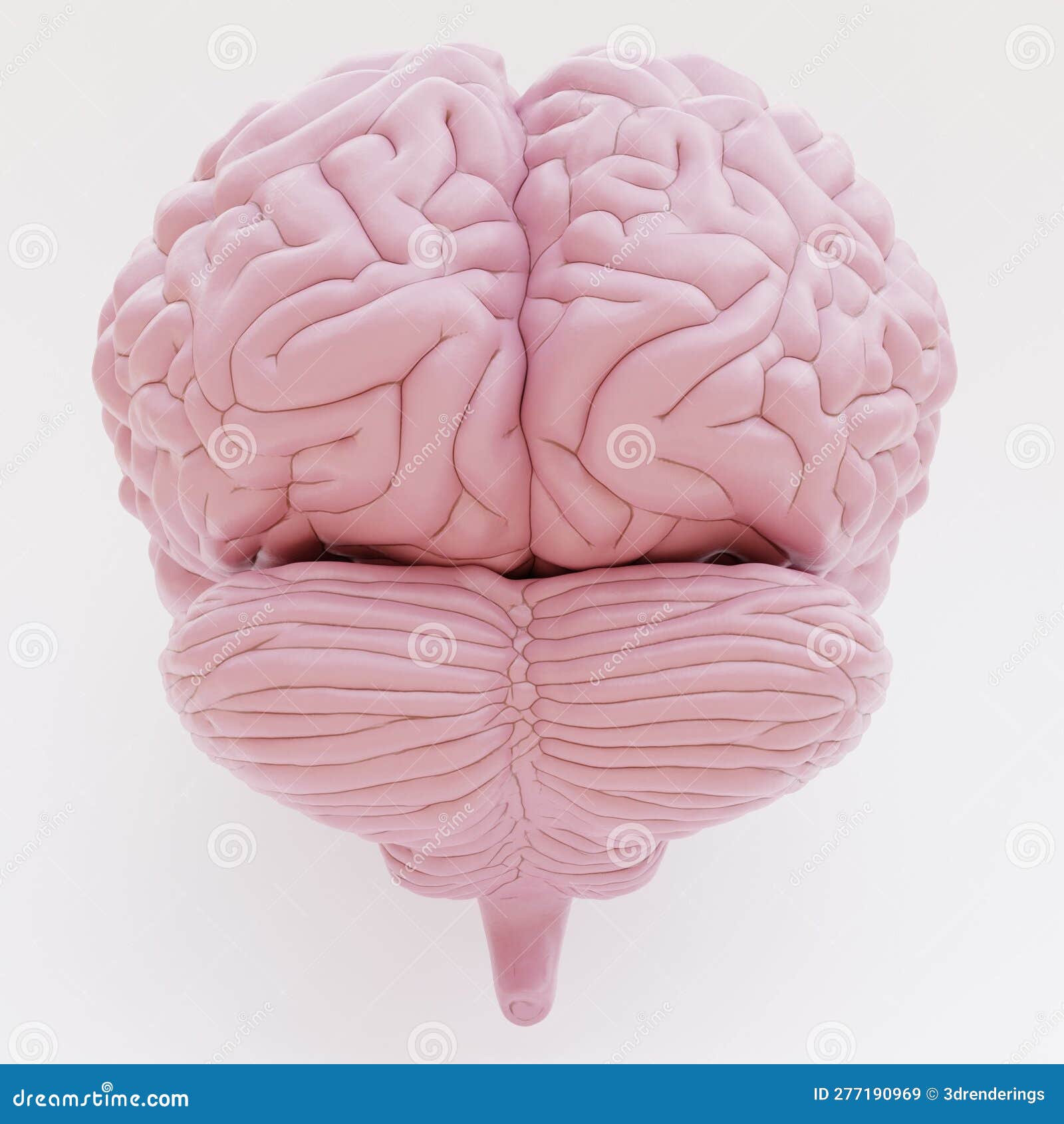 3D Render of Plastic Human Brain Stock Illustration - Illustration of ...