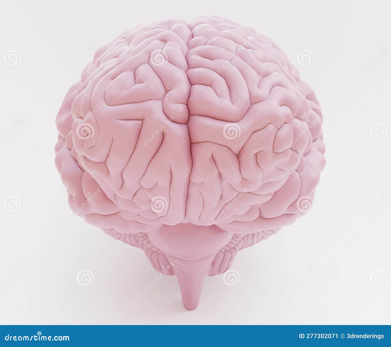 3D Render of Plastic Human Brain Stock Illustration - Illustration of ...