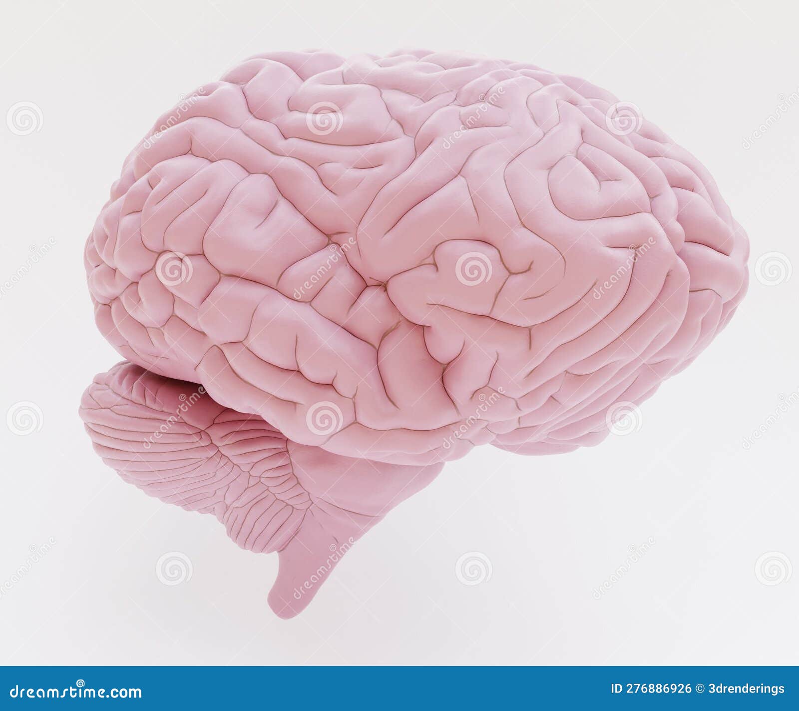 3D Render of Plastic Human Brain Stock Illustration - Illustration of ...