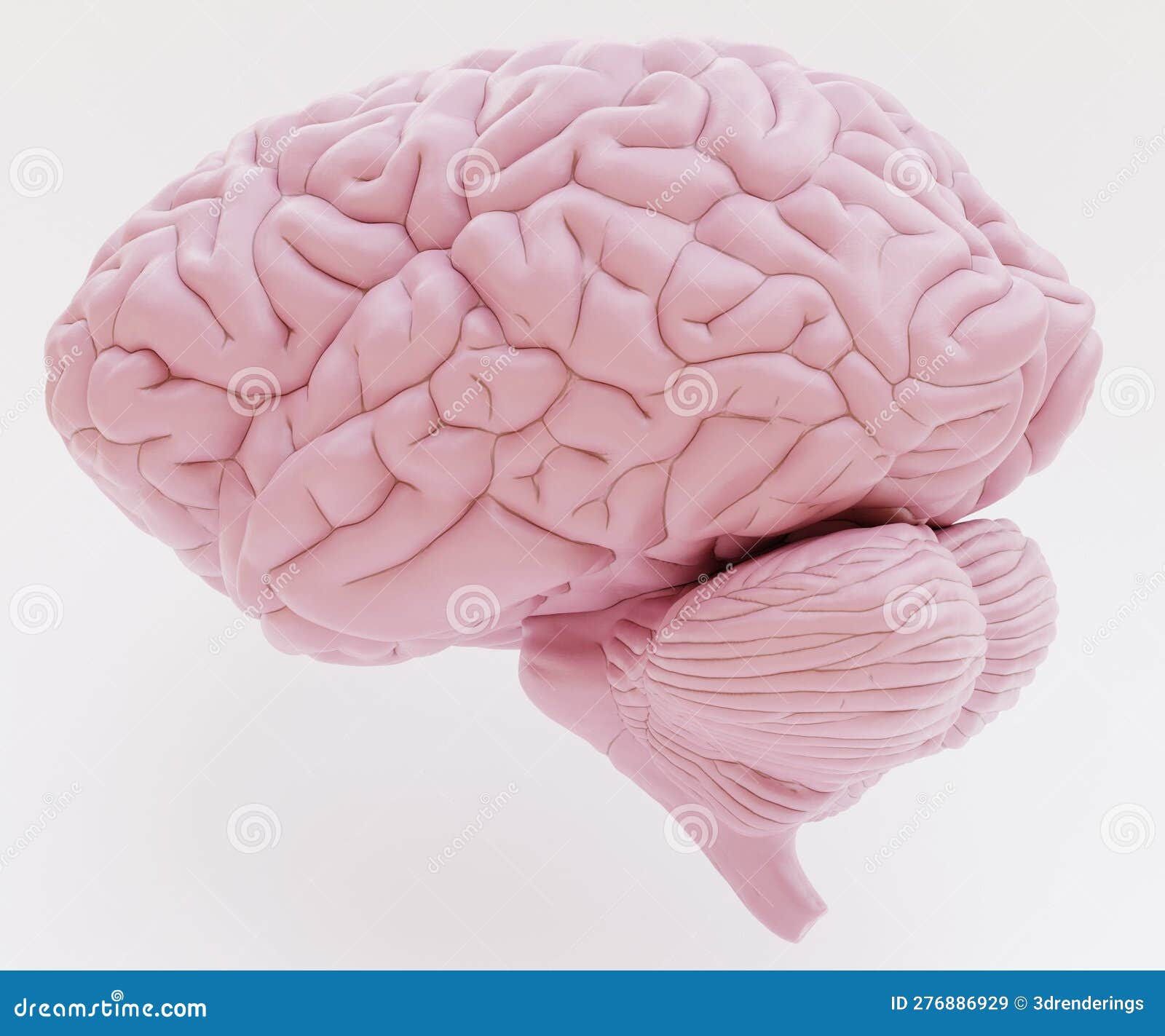 3D Render of Plastic Human Brain Stock Illustration - Illustration of ...