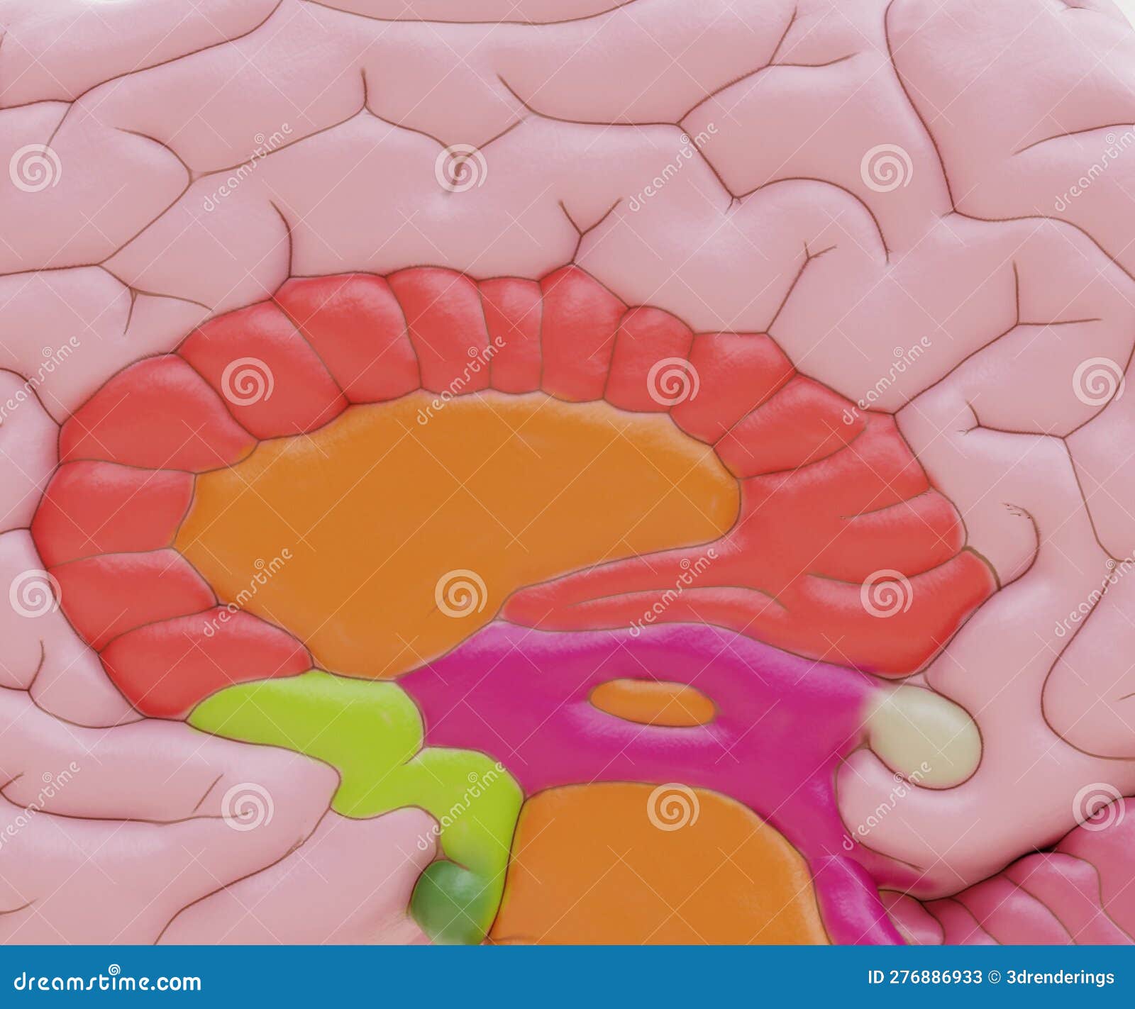 3D Render of Plastic Human Brain Stock Illustration - Illustration of ...
