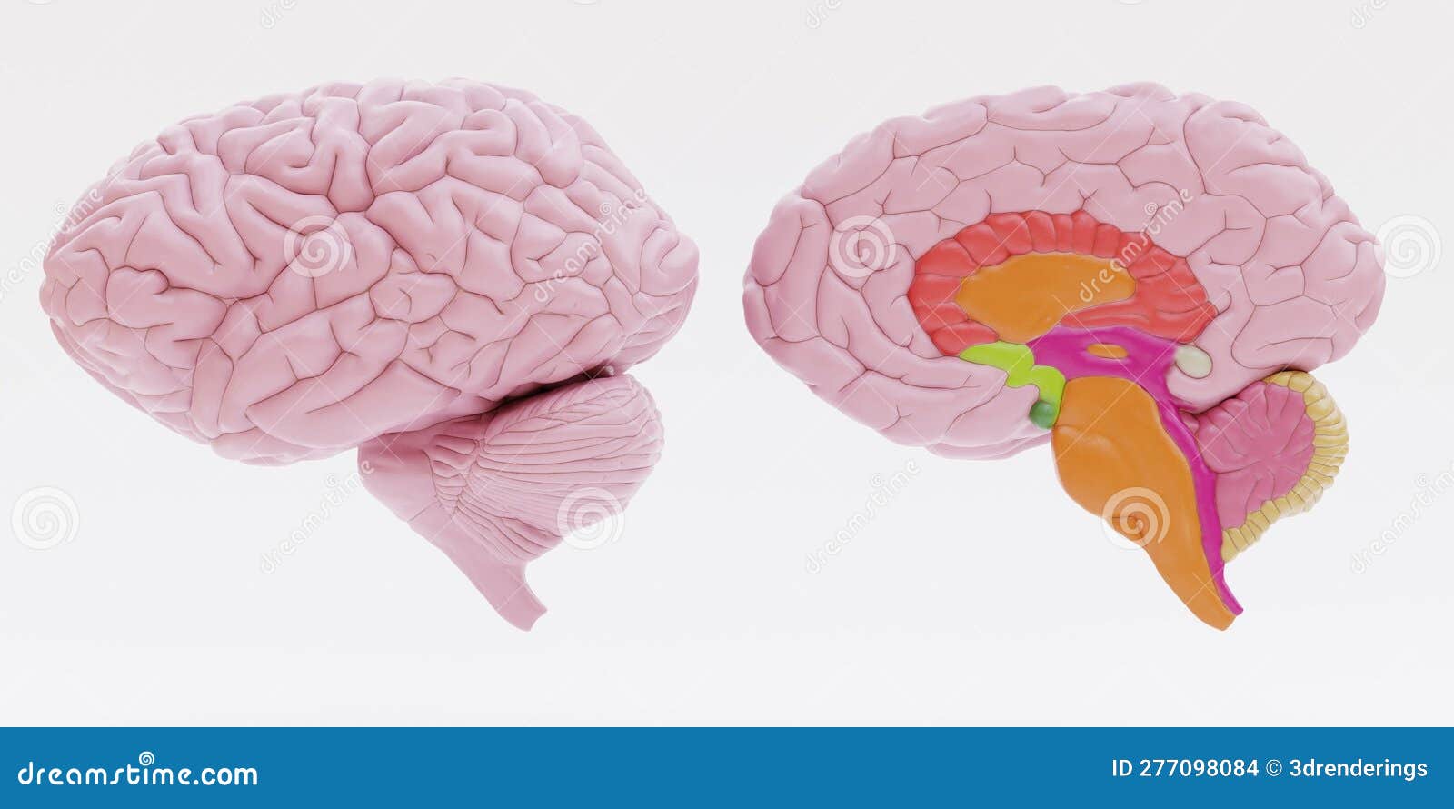 3D Render of Plastic Human Brain Stock Illustration - Illustration of ...