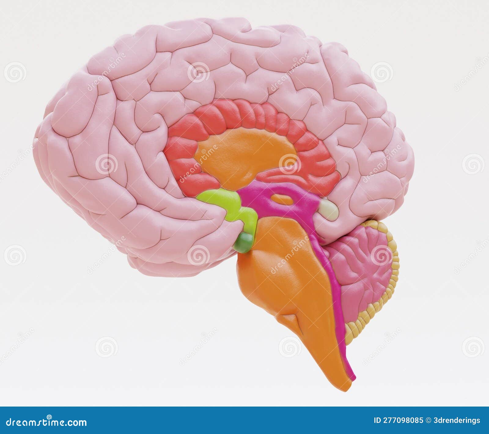 3D Render of Plastic Human Brain Stock Illustration - Illustration of ...
