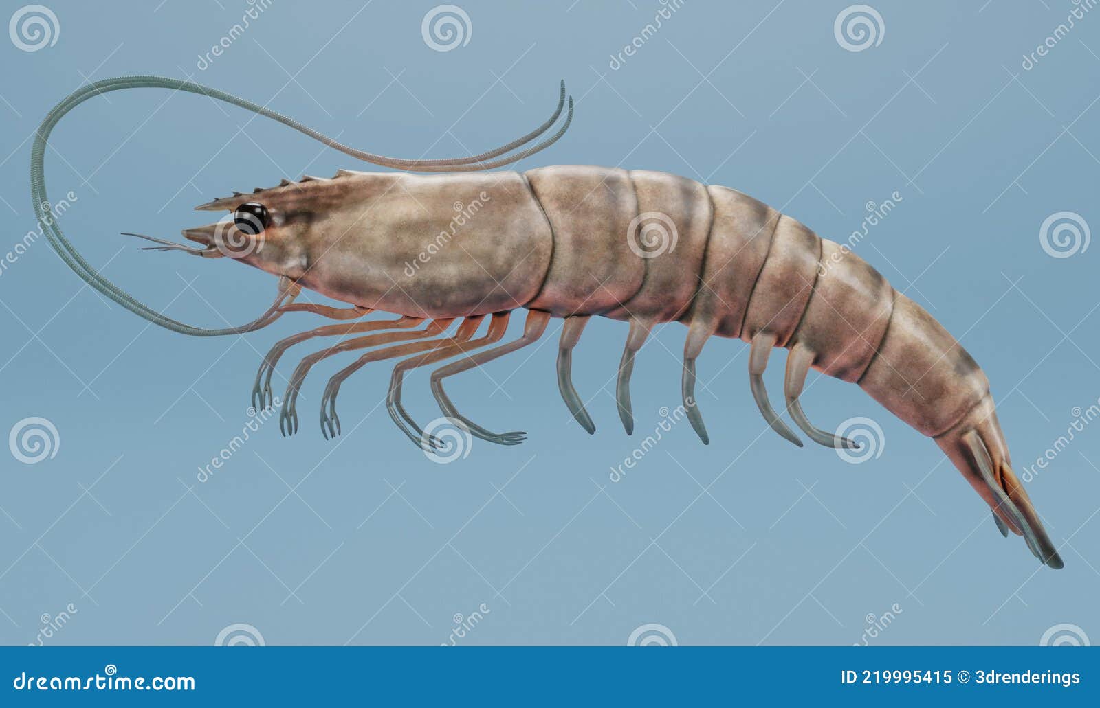 Common Prawn Or Palaemon Serratus Vintage Engraving Cartoon Vector ...