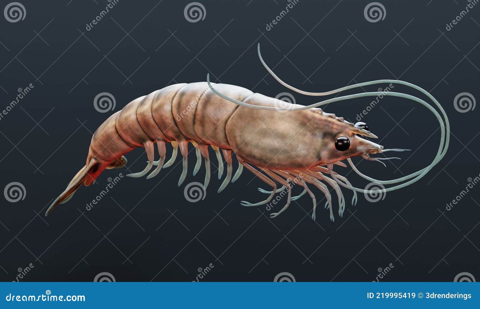 Common Prawn Or Palaemon Serratus Vintage Engraving Cartoon Vector ...