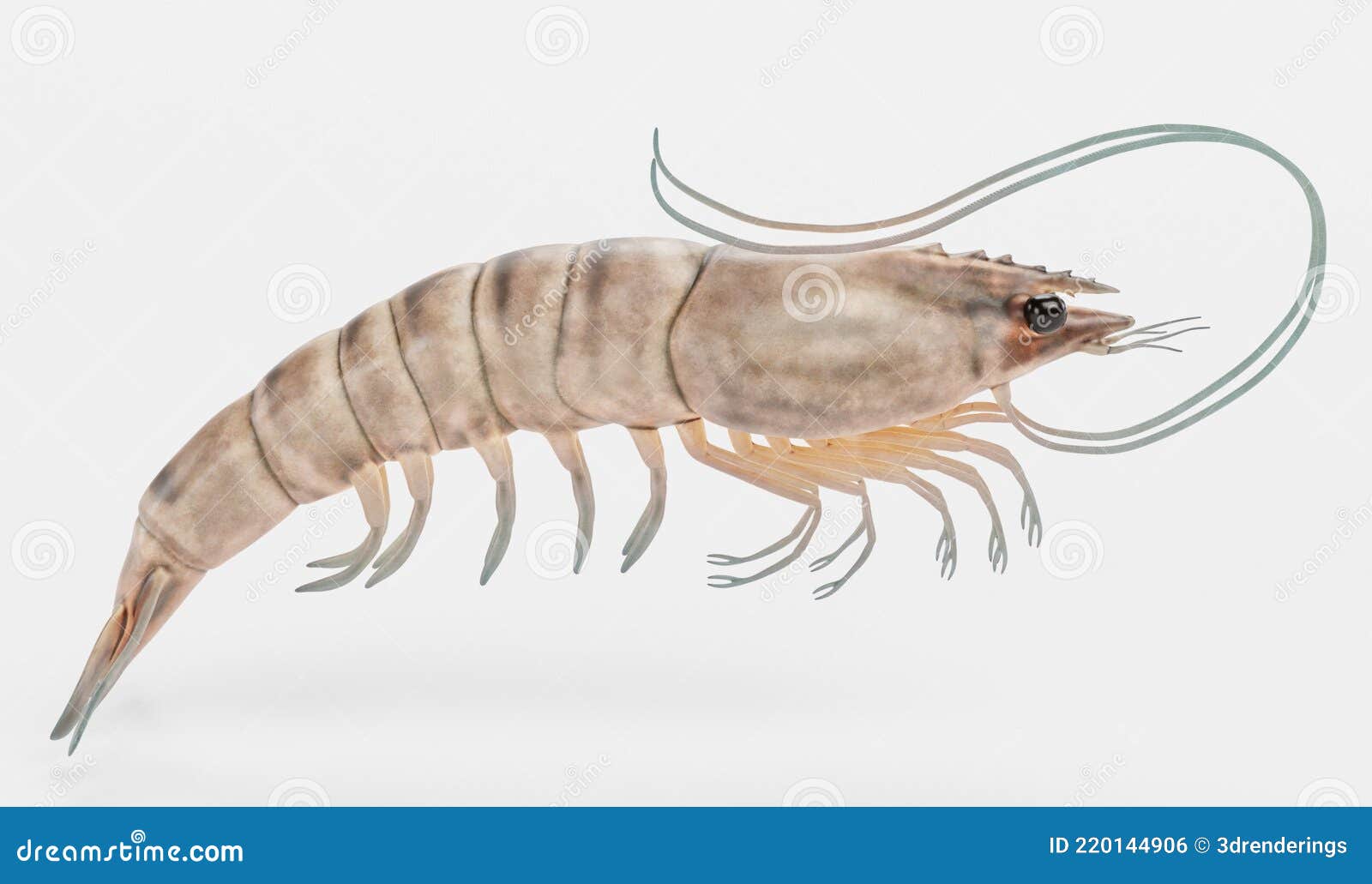 3D Render of Prawn stock illustration. Illustration of life - 220144906