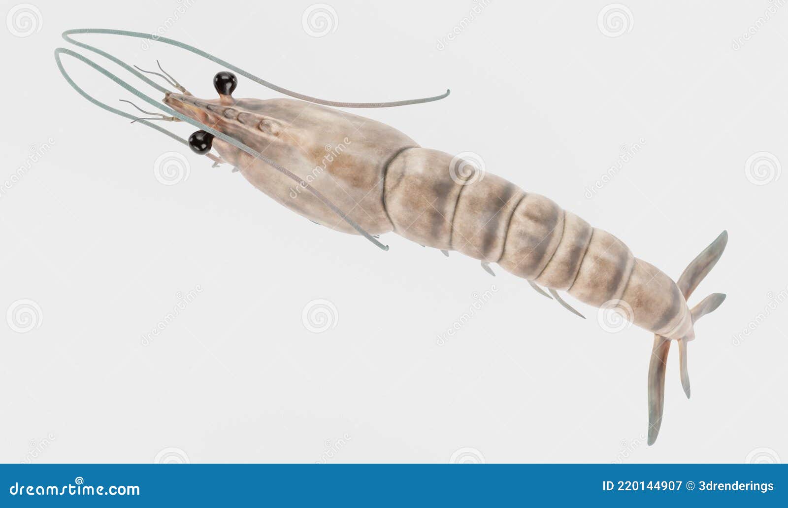 Common Prawn Or Palaemon Serratus Vintage Engraving Cartoon Vector ...