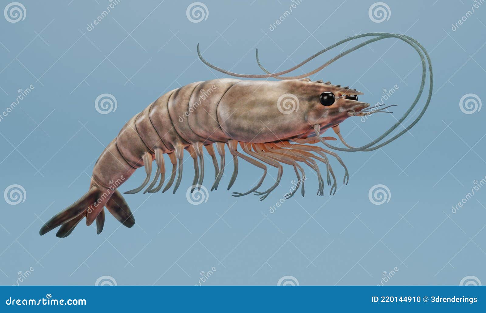 3D Render of Prawn stock illustration. Illustration of shrimp - 220144910