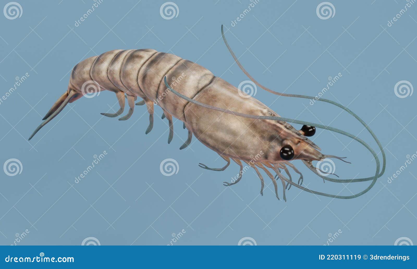 3D Render of Prawn stock illustration. Illustration of ocean - 220311119