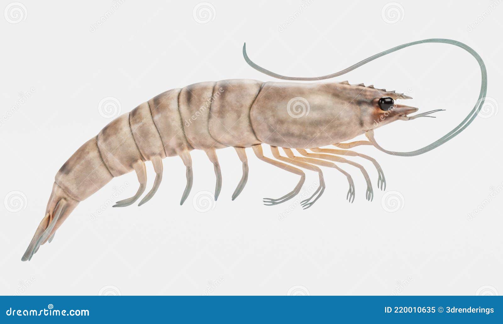 Common Prawn Or Palaemon Serratus Vintage Engraving Cartoon Vector ...