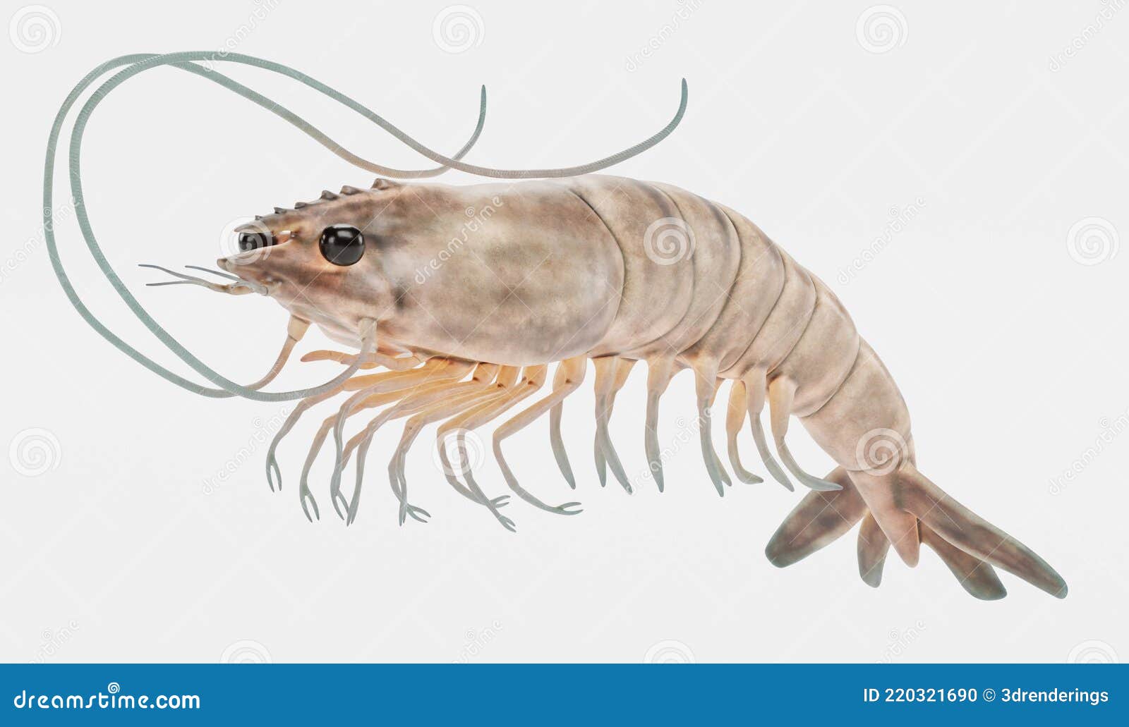 Common Prawn Or Palaemon Serratus Vintage Engraving Cartoon Vector ...