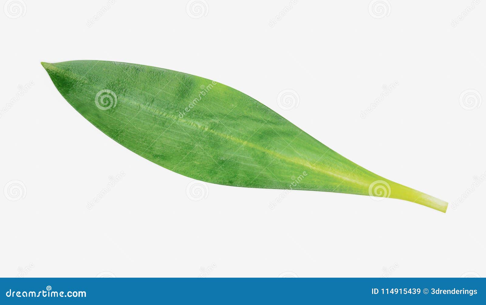 3D Render of Ramsons Leaf stock illustration. Illustration of bears ...