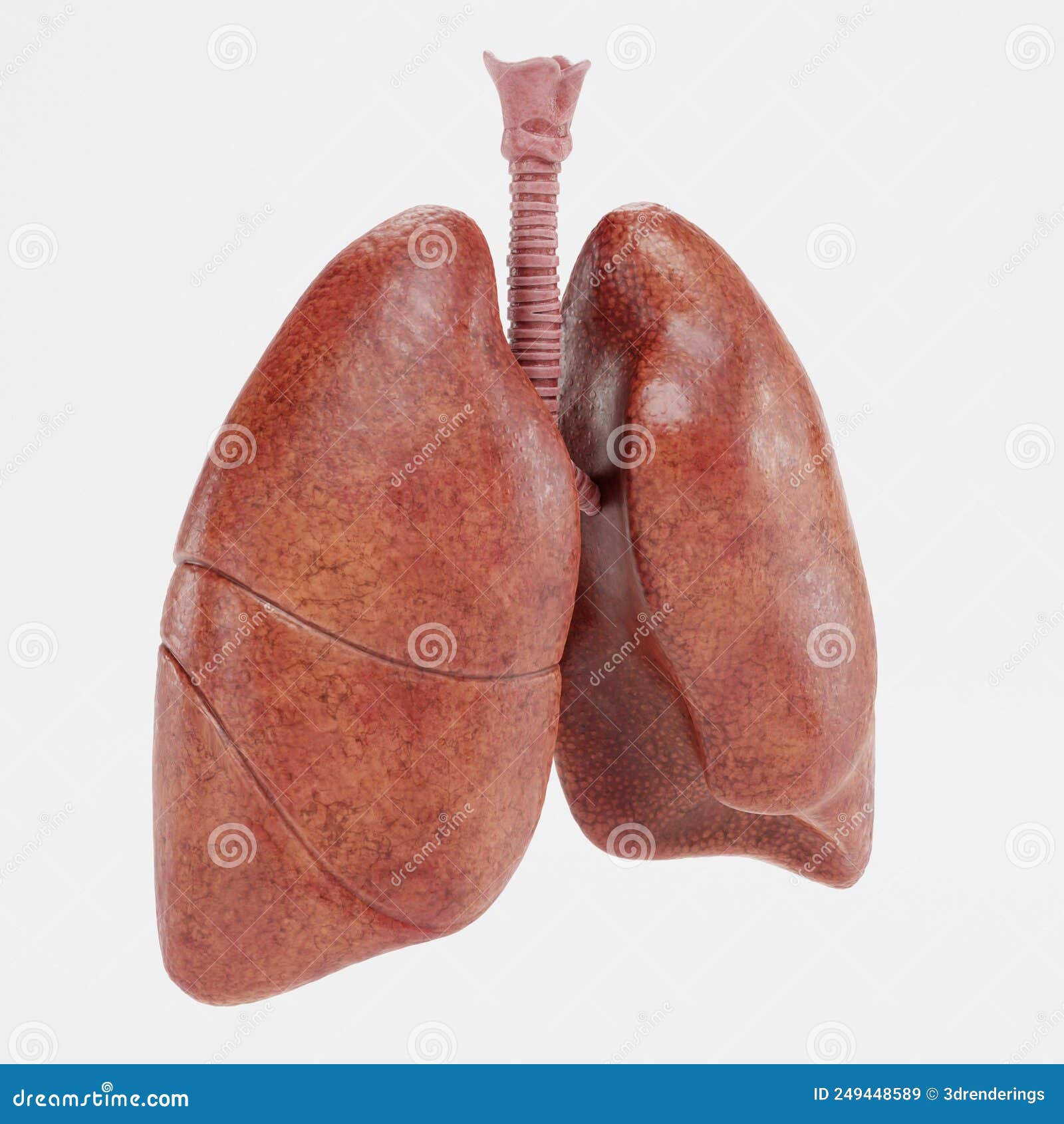 3D Render of Respiratory System Stock Illustration - Illustration of ...
