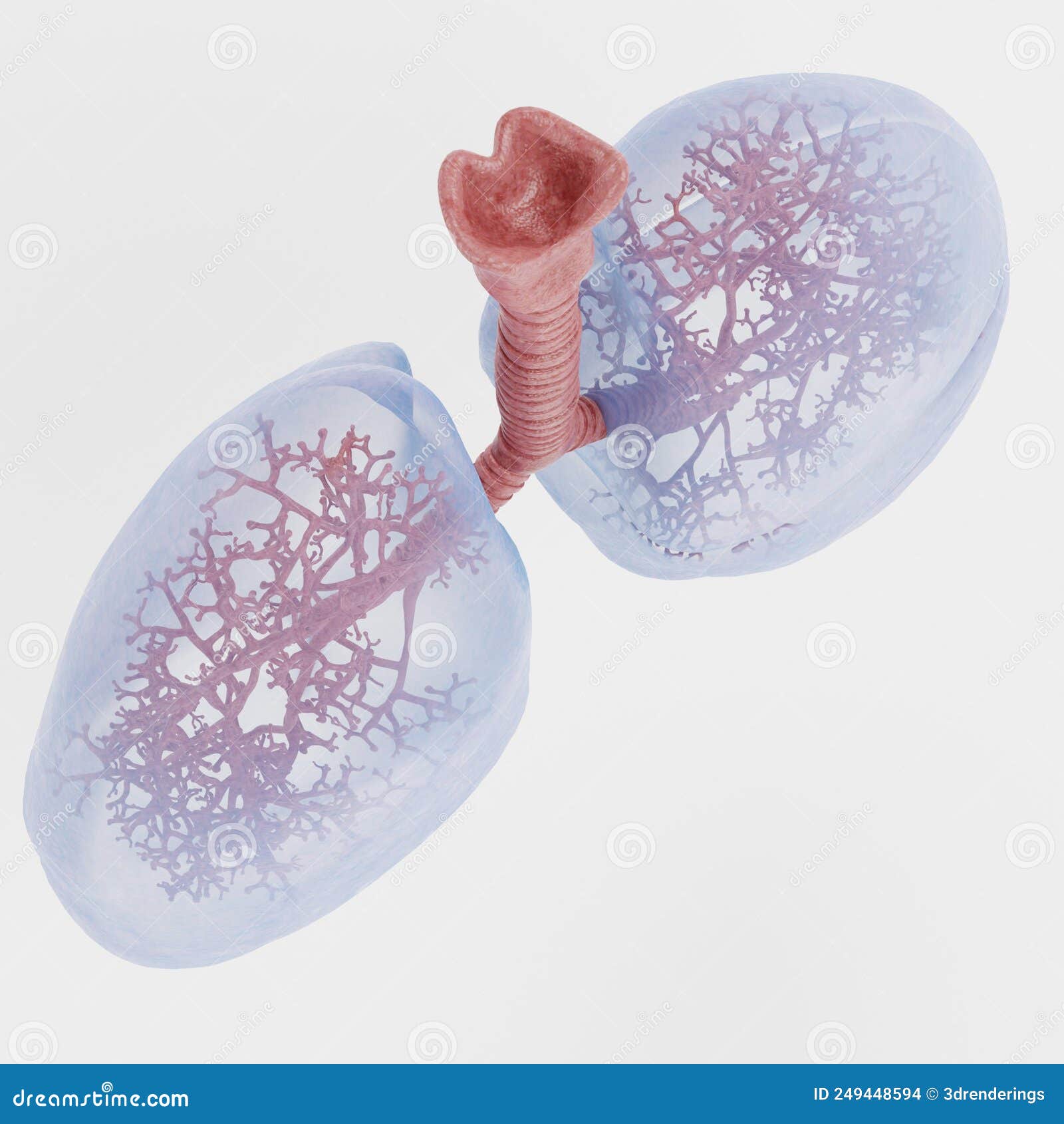 3D Render of Respiratory System Stock Illustration - Illustration of ...