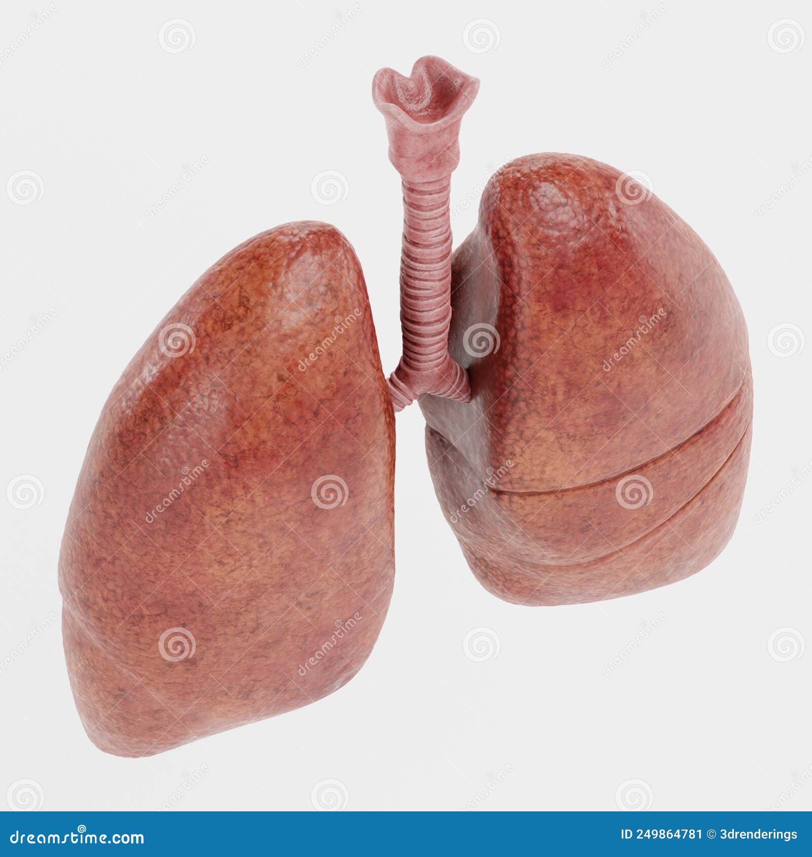 3D Render of Respiratory System Stock Illustration - Illustration of ...