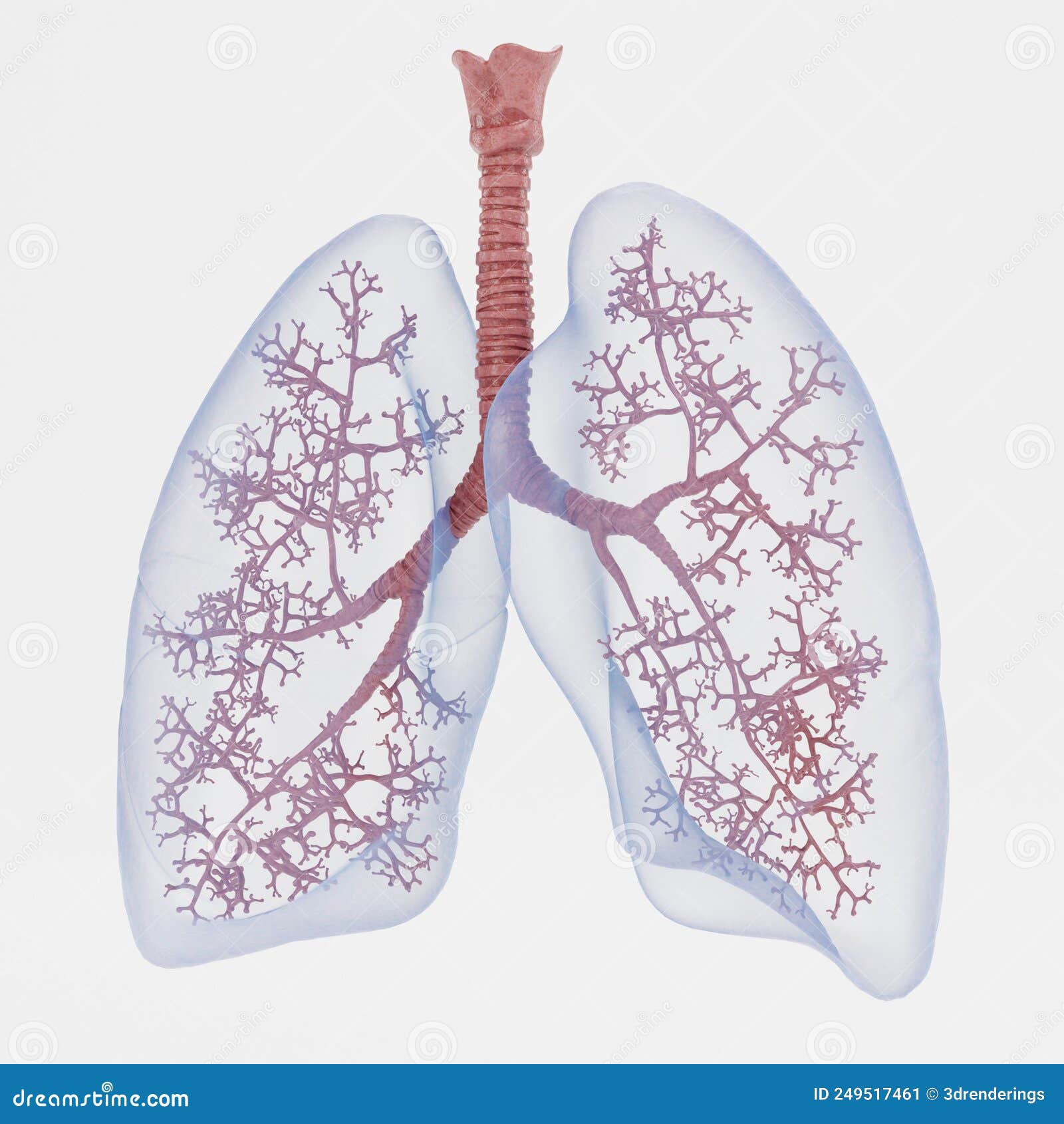 3D Render of Respiratory System Stock Illustration - Illustration of ...