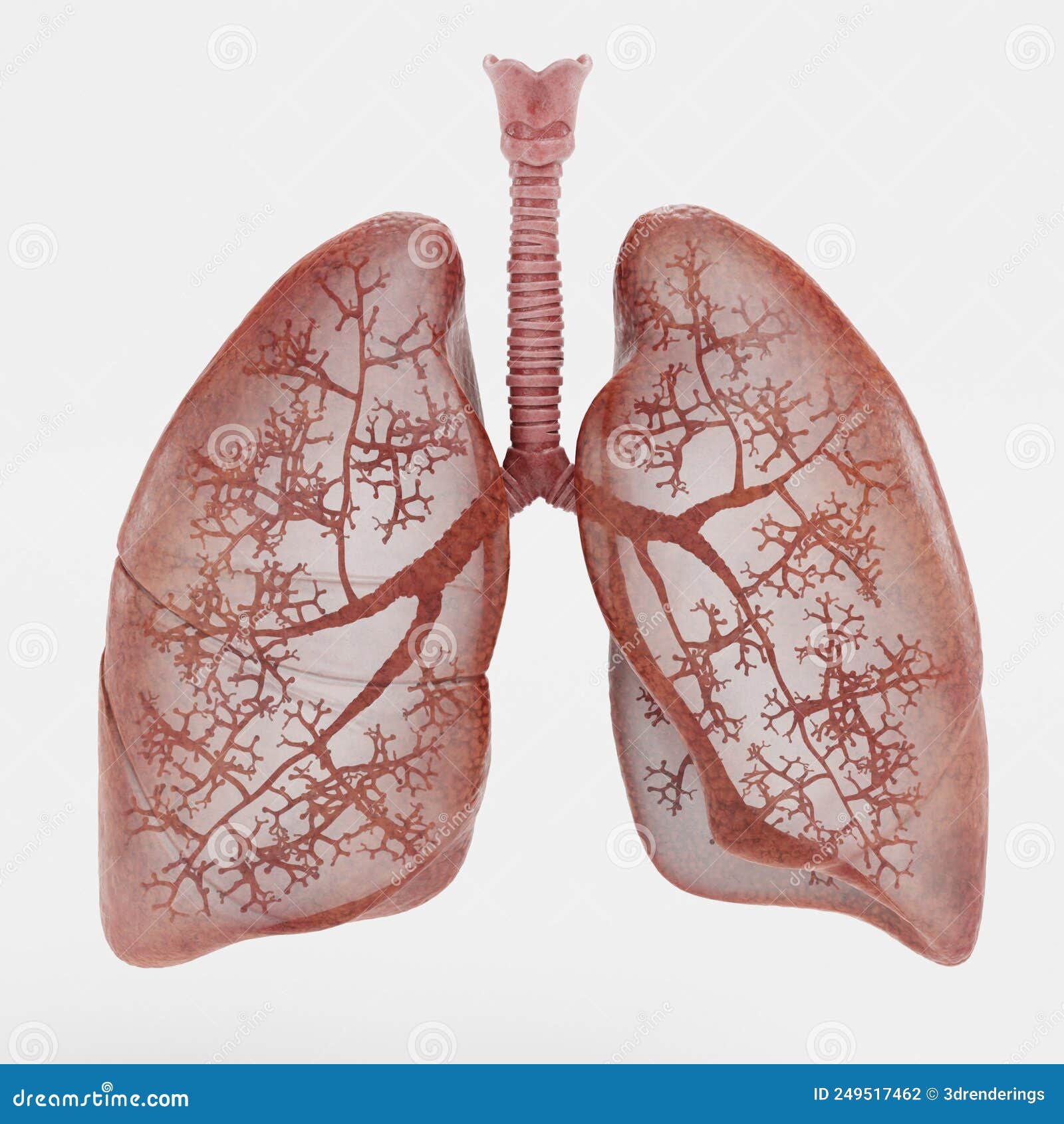 3D Render of Respiratory System Stock Illustration - Illustration of ...