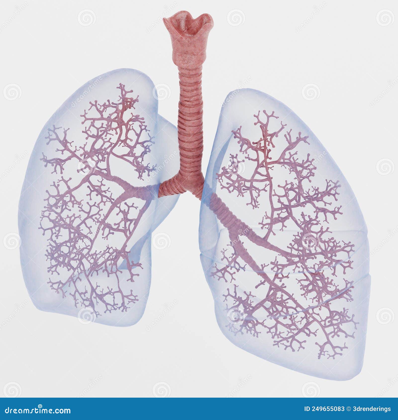 3D Render of Respiratory System Stock Illustration - Illustration of ...
