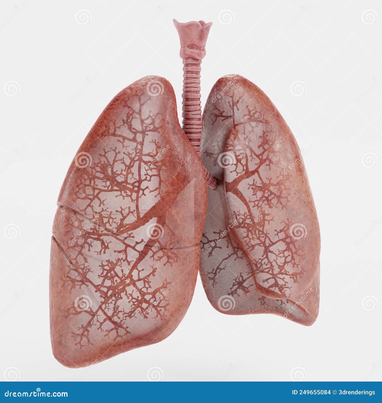 3D Render of Respiratory System Stock Illustration - Illustration of ...