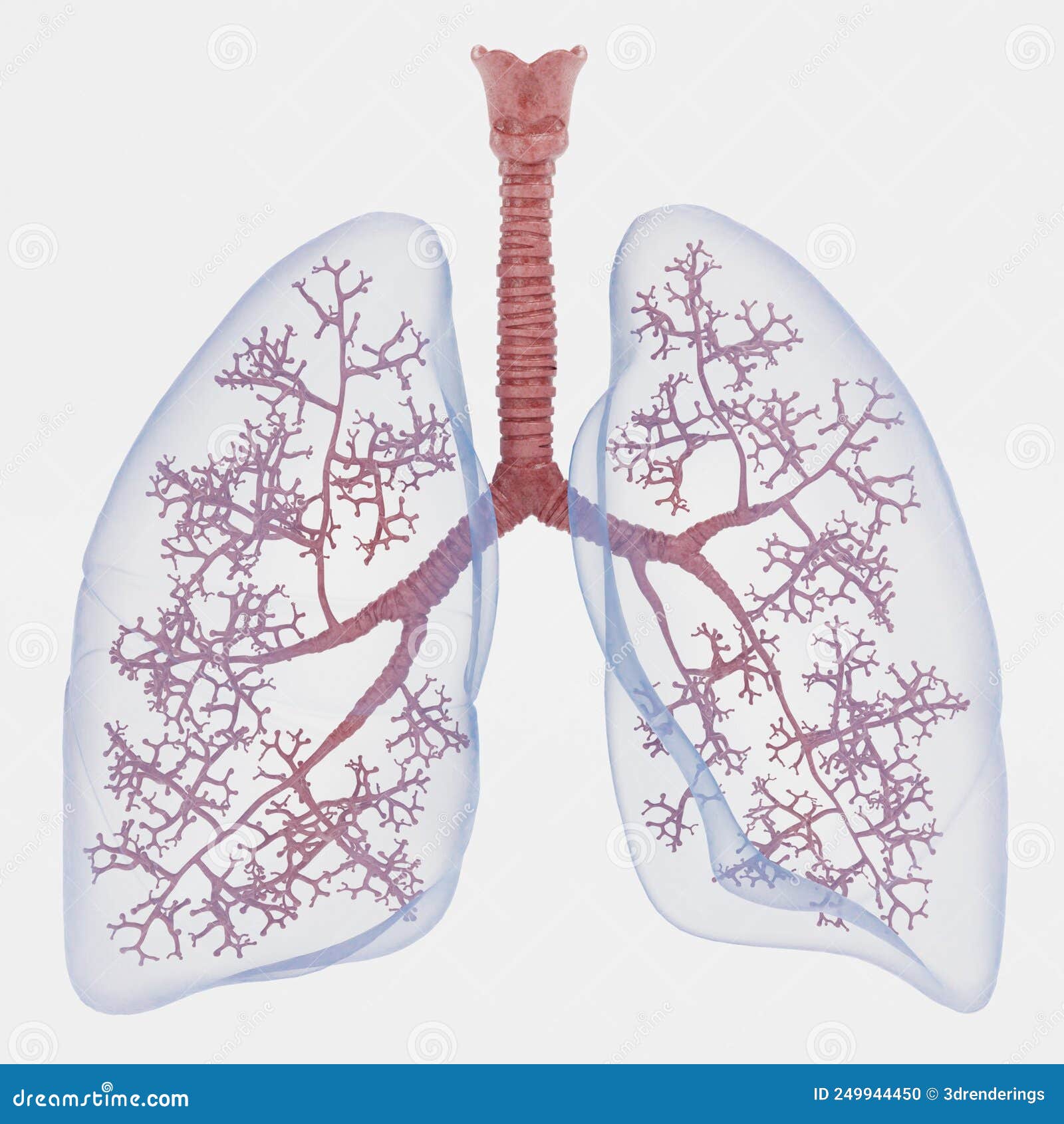 3D Render of Respiratory System Stock Illustration - Illustration of ...