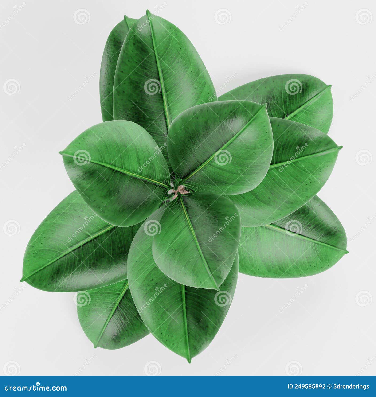 3D Render of Rubber Tree stock illustration. Illustration of shrub ...