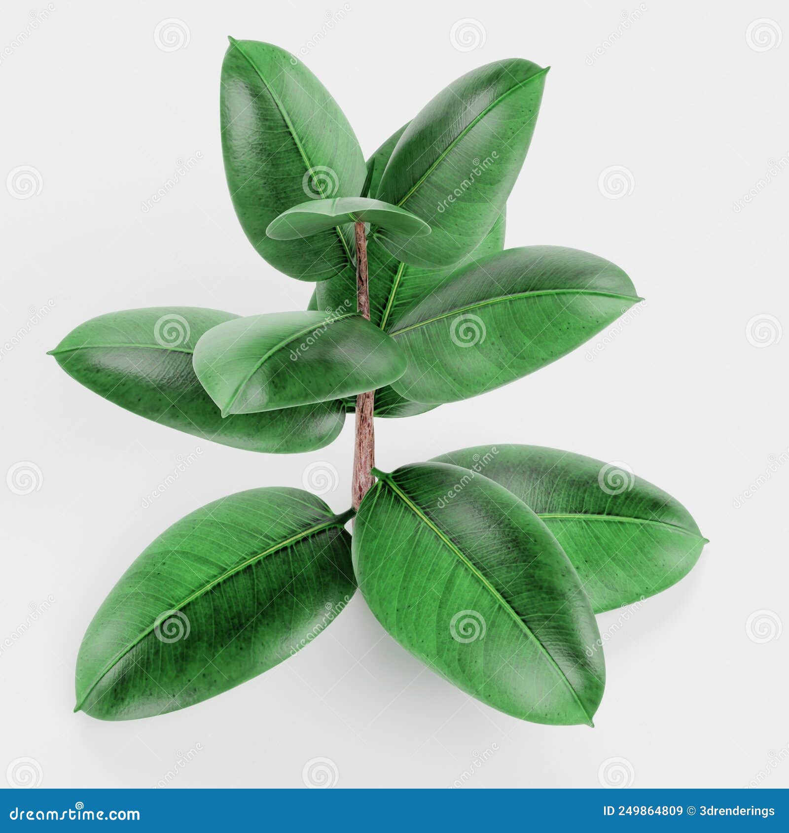 3D Render of Rubber Tree stock illustration. Illustration of elastica ...