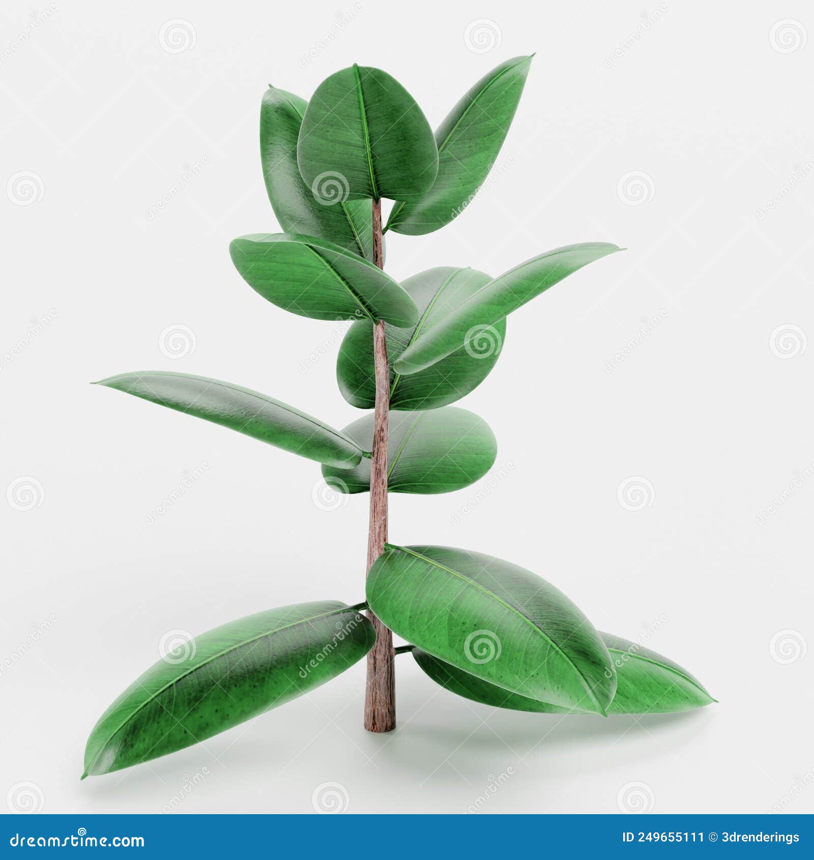 Rubber Tree Hevea Brasiliensis Vector Illustration | CartoonDealer.com ...