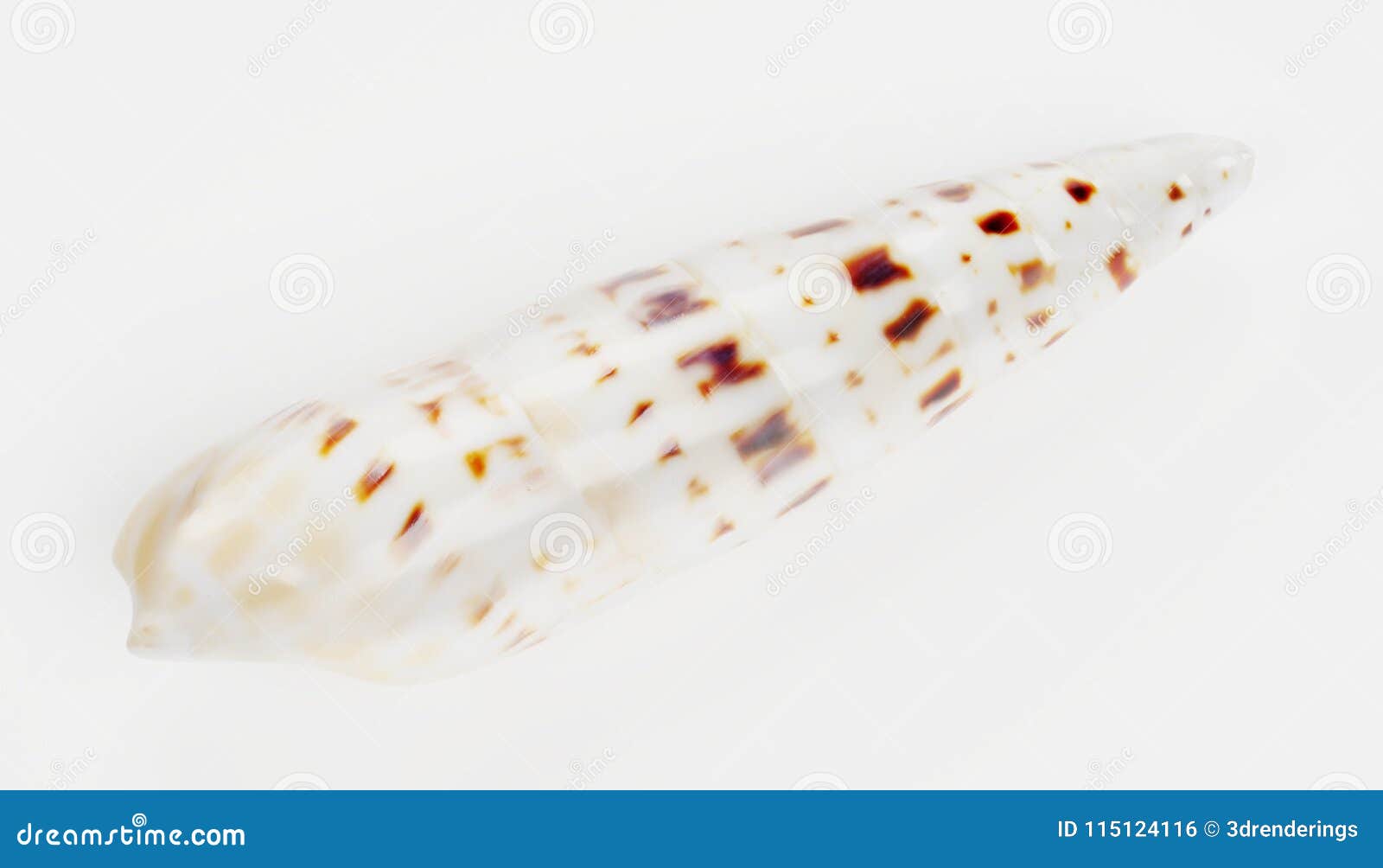 3D render of shell stock illustration. Illustration of decoration ...
