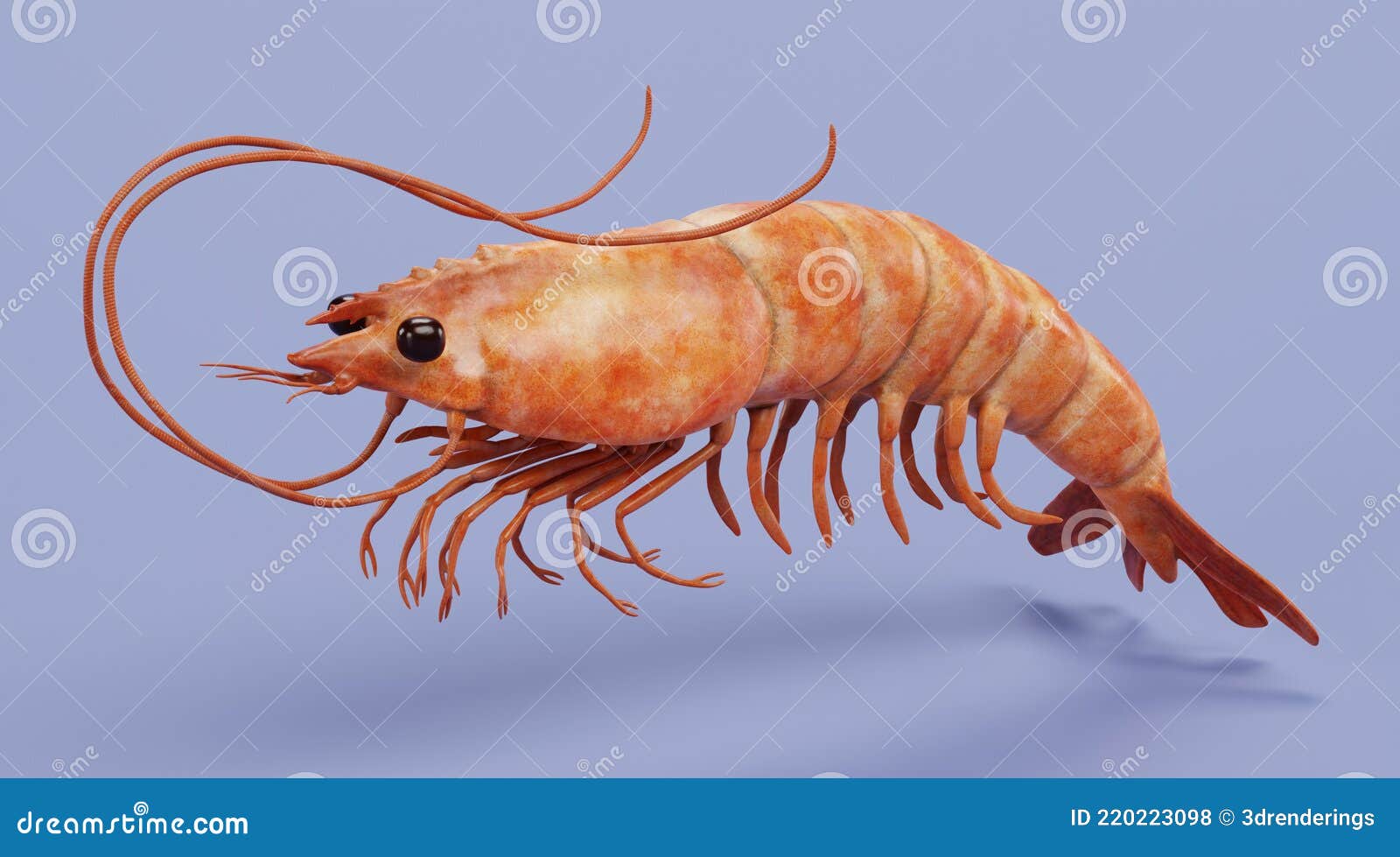 3D Render of Shrimp stock illustration. Illustration of pandalus ...