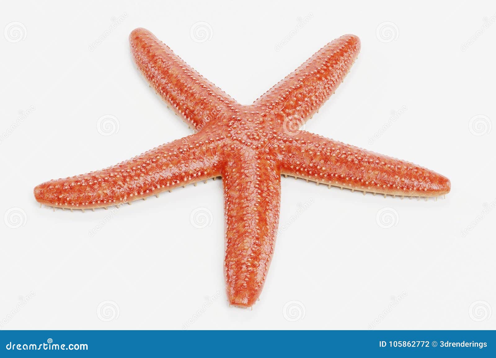 3D Render Of Bat Starfish Stock Photography | CartoonDealer.com #219754376