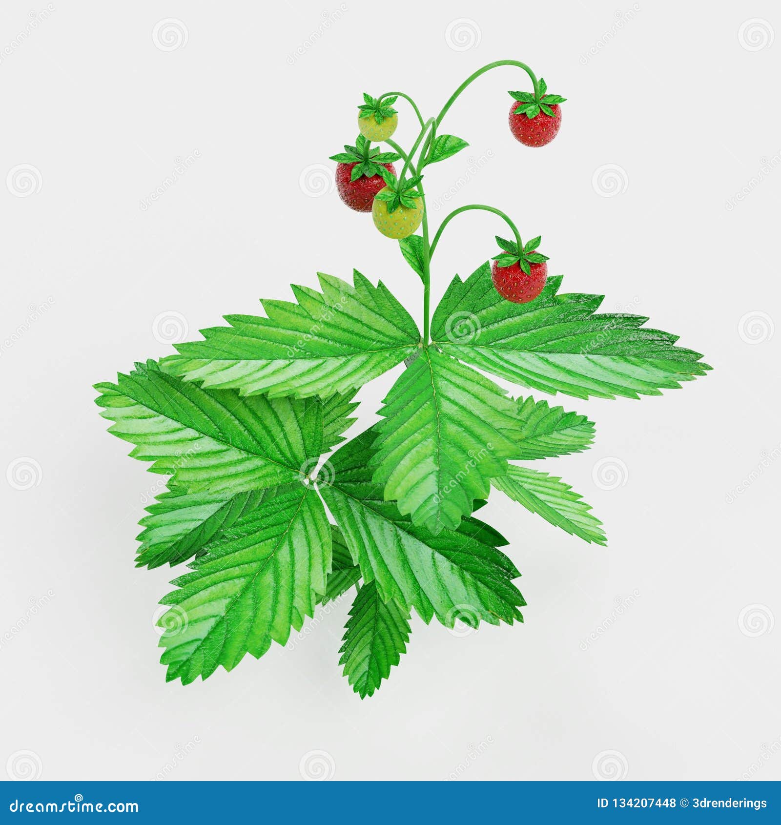 3D Render of Strawberry Plant Stock Illustration - Illustration of ...