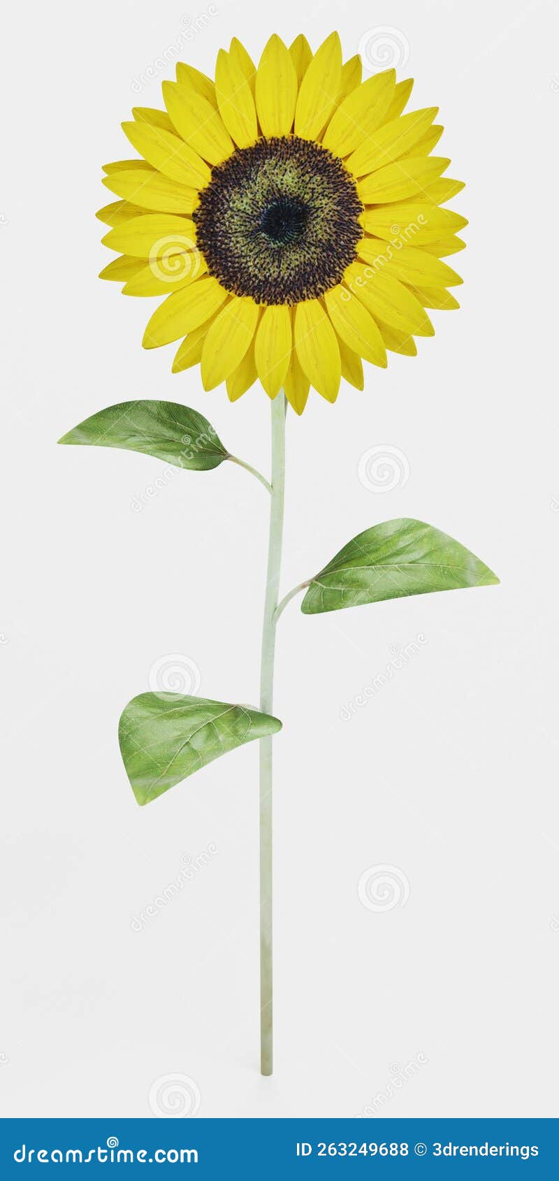 3D Render of Sunflower stock illustration. Illustration of ommon ...