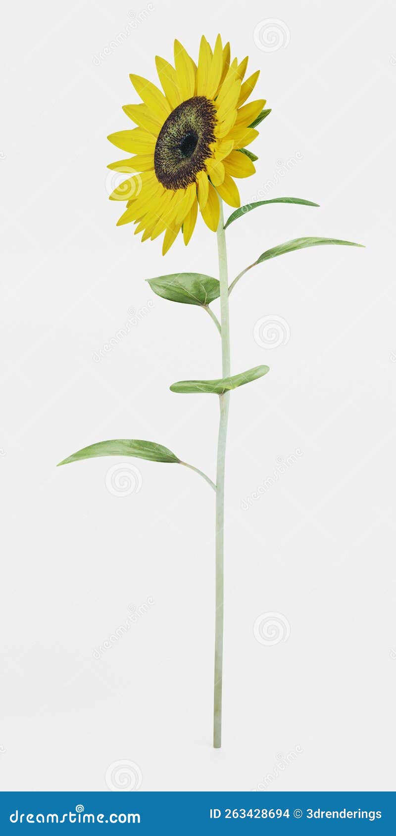 3D Render of Sunflower stock illustration. Illustration of vase - 263428694
