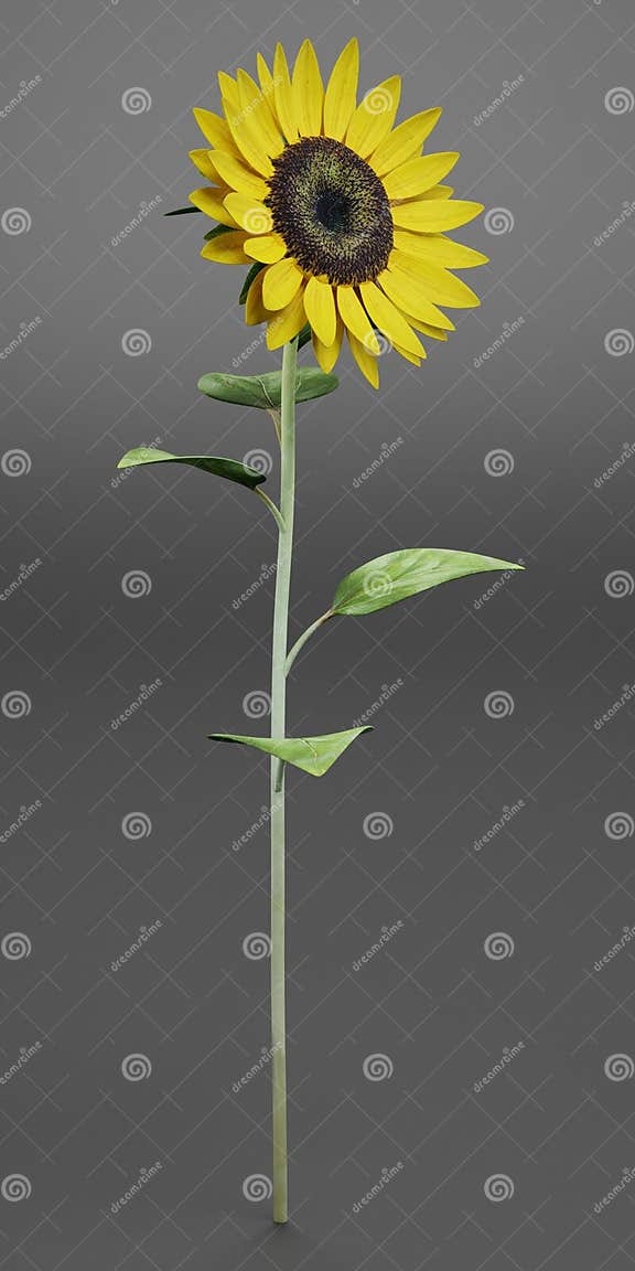 3D Render of Sunflower stock illustration. Illustration of crop - 263519399