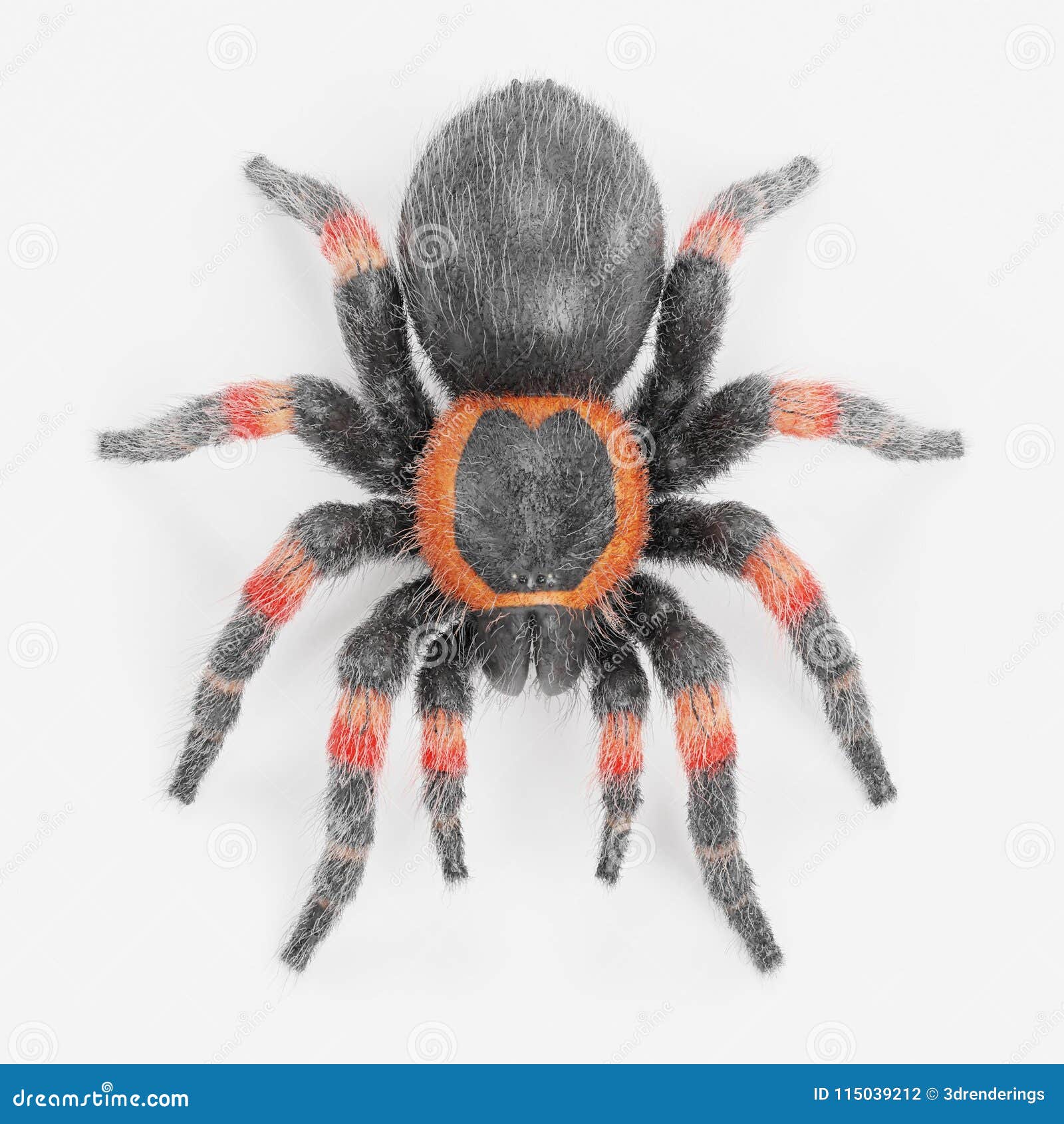 3D Render of Tarantula stock illustration. Illustration of animal ...