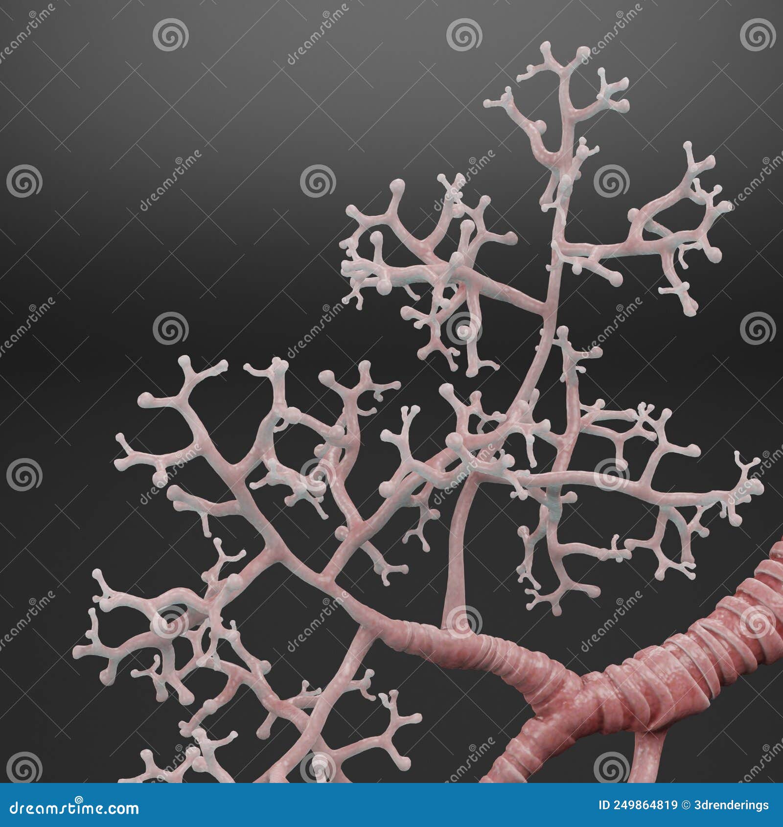 3D Render of Trachea and Bronchi Stock Illustration - Illustration of ...