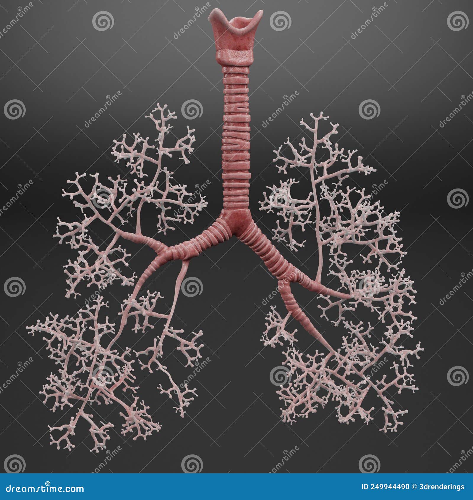 3D Render of Trachea and Bronchi Stock Illustration - Illustration of ...