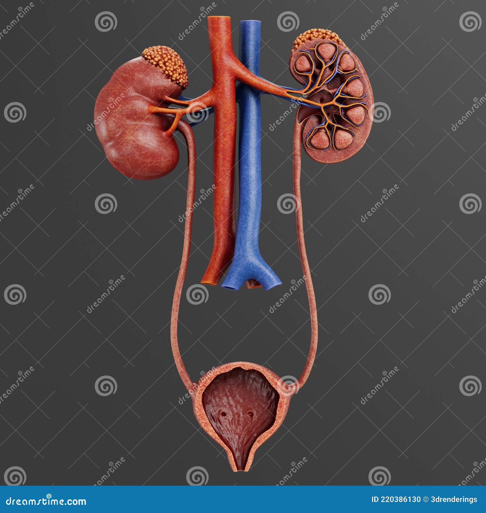 UTI - Urinary Tract Infection Acronym, Medical Concept Background ...