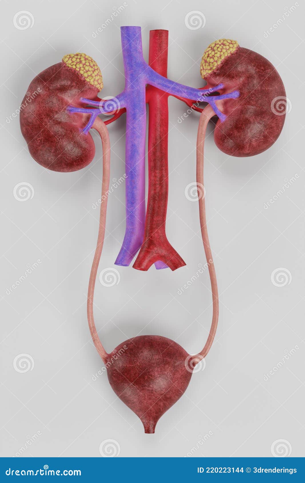 Render Of Urinary System Stock Image | CartoonDealer.com #36529099