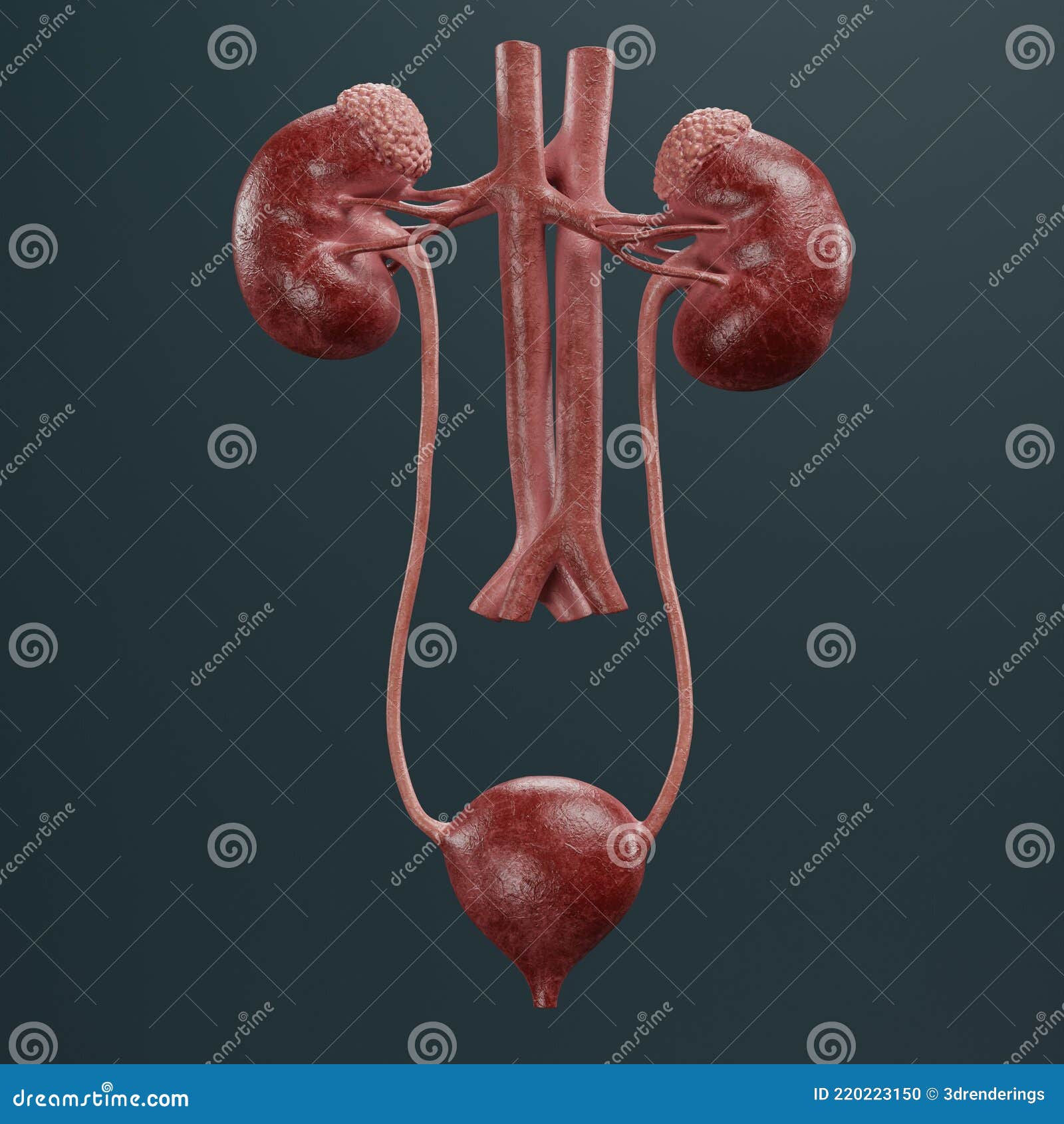 3D Render Of Urinary Tract Stock Image | CartoonDealer.com #220223149