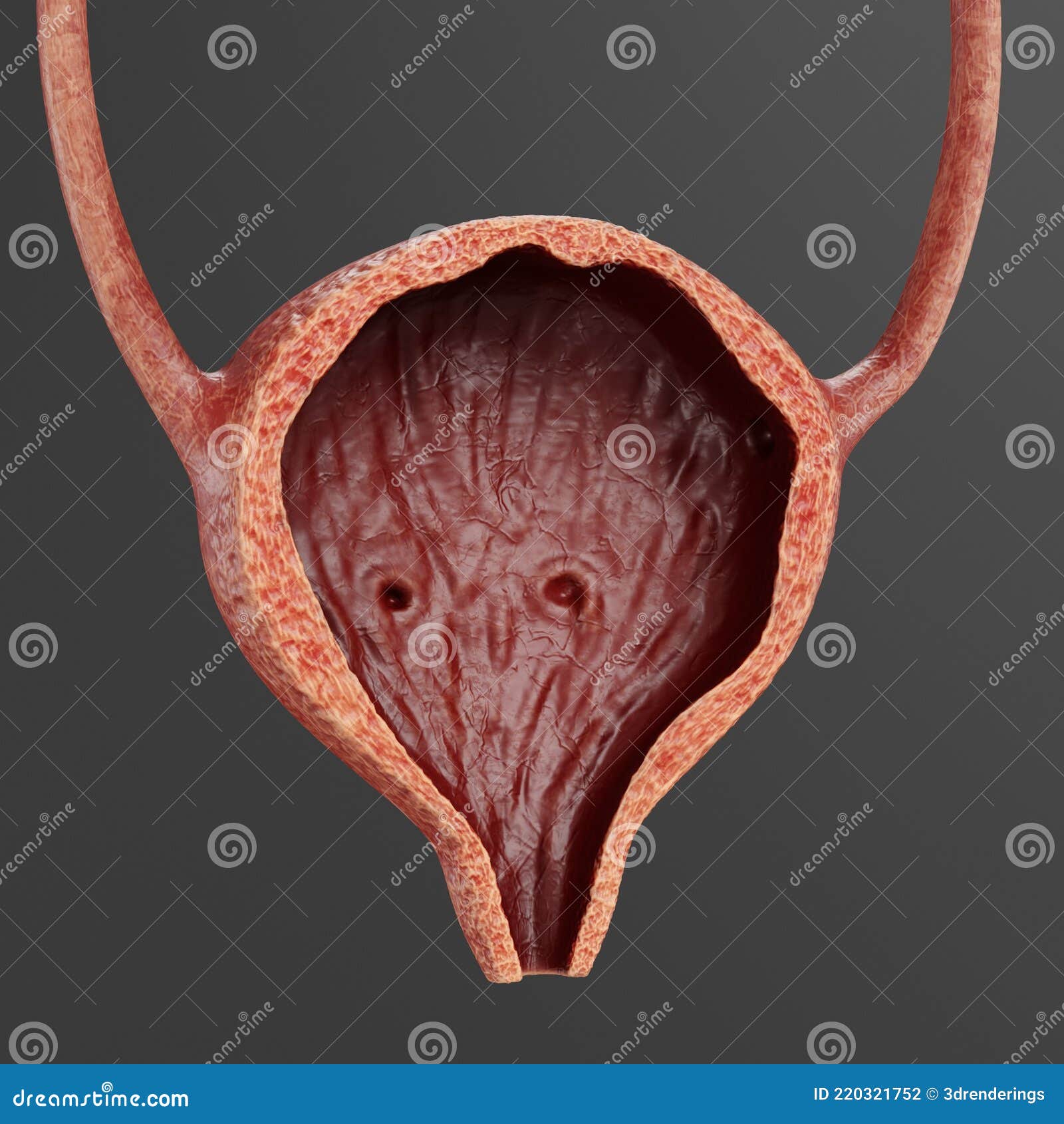 3D Render Of Urinary Tract Stock Photography | CartoonDealer.com #220321754