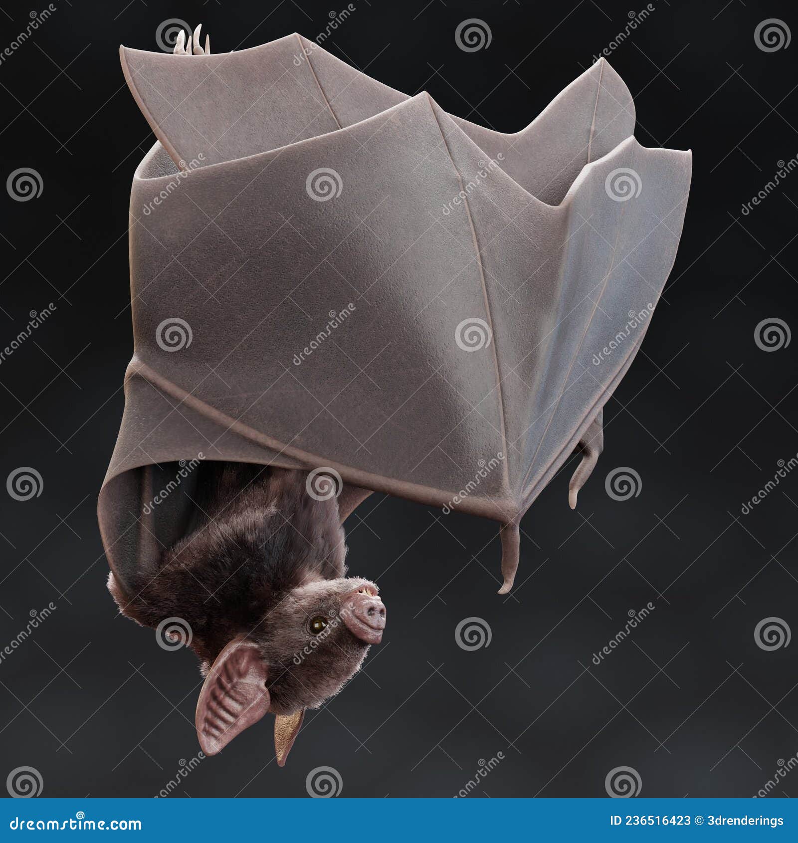 Common Vampire Bat, Desmodus Rotundus Hanging At A Branch And Spreading ...
