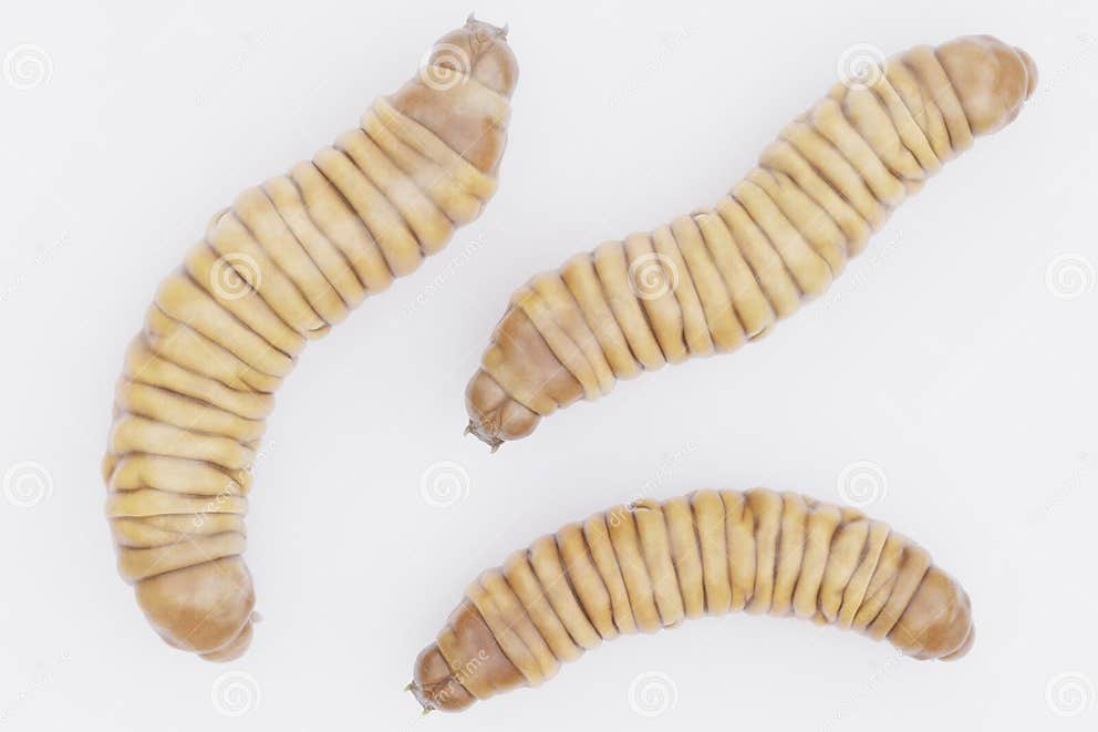 3D Render of Wax Worms stock illustration. Illustration of larvae - 299699472