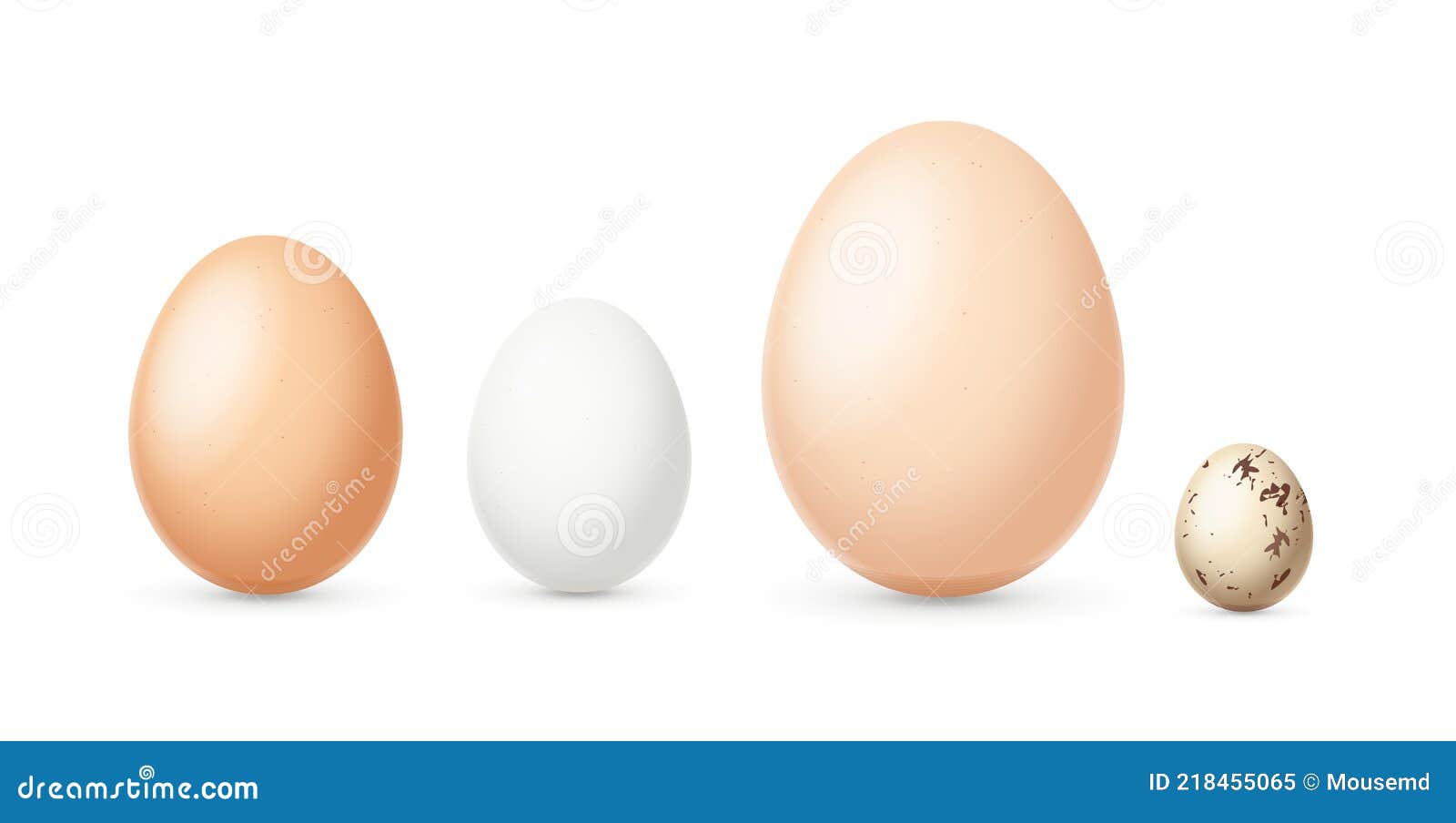 Realistic Detailed 3d Different Types and Sizes Eggs Set. Vector Stock ...