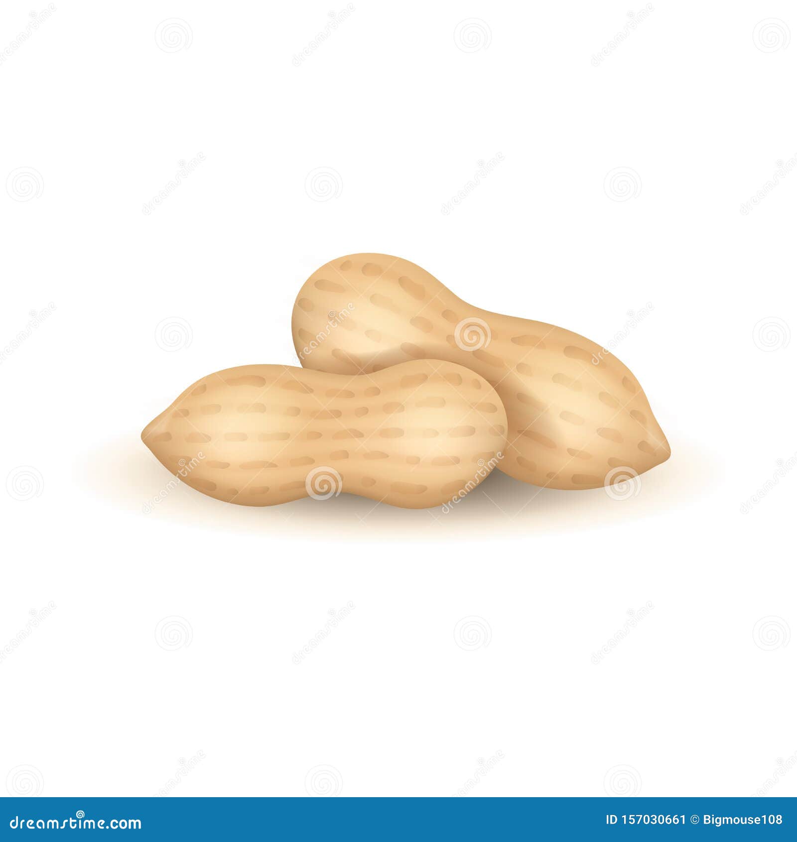 Realistic Detailed 3d Groundnut Nuts Set. Vector Stock Vector ...