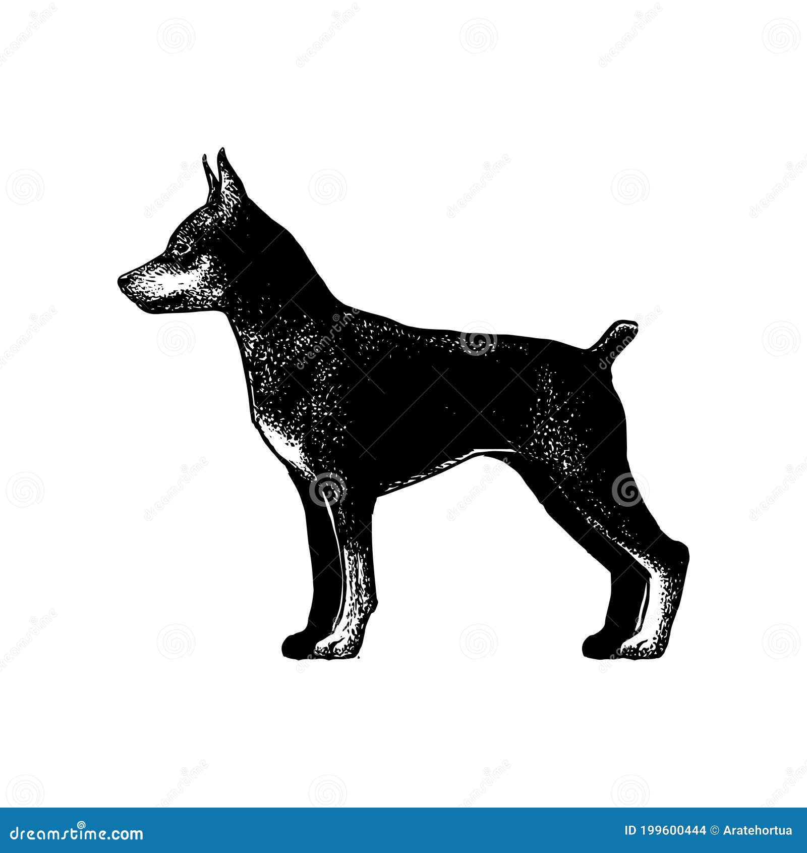 Realistic doberman dog stock vector. Illustration of drawing - 199600444
