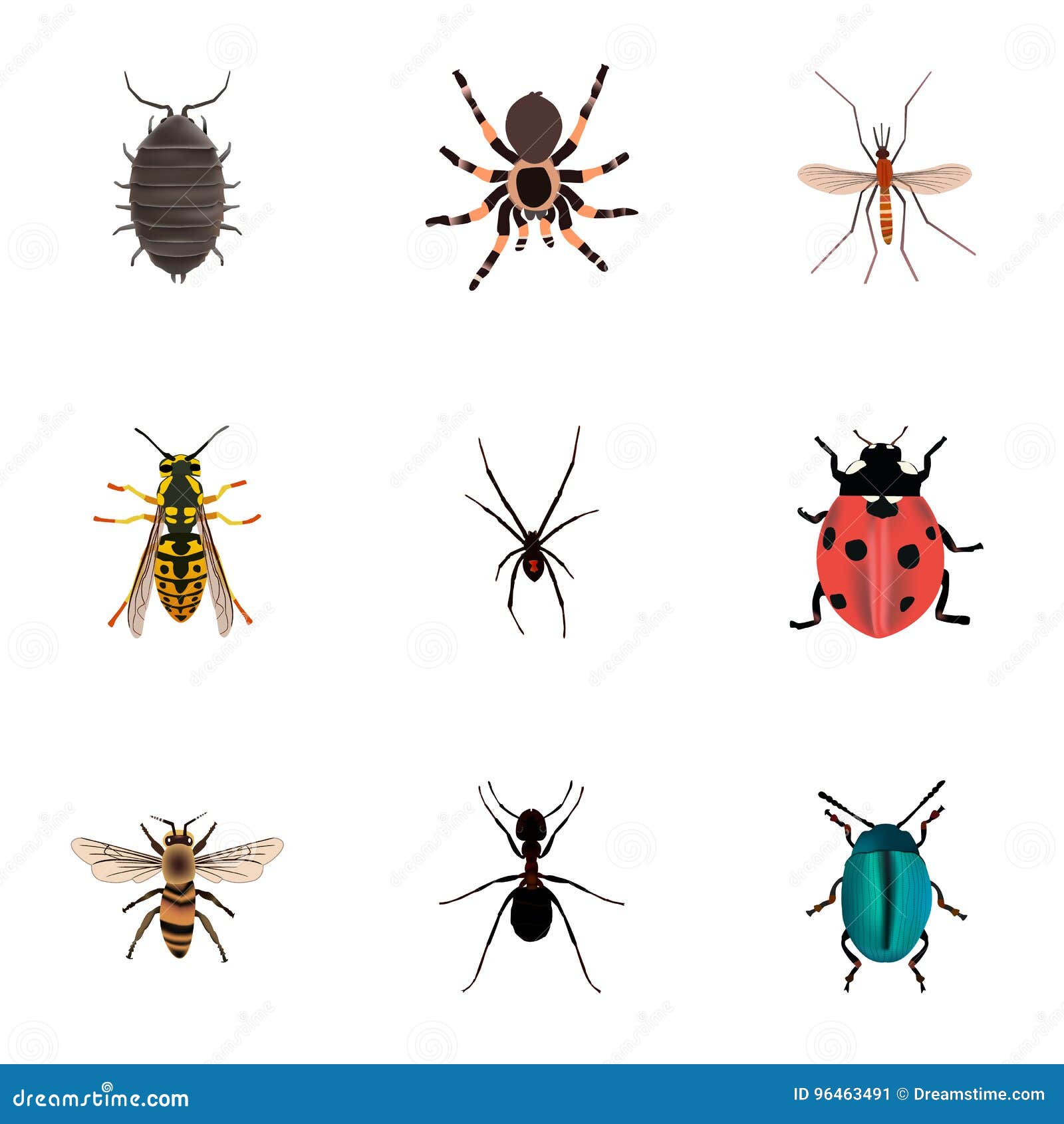 Realistic Dor, Ladybird, Tarantula And Other Vector Elements. Set Of ...