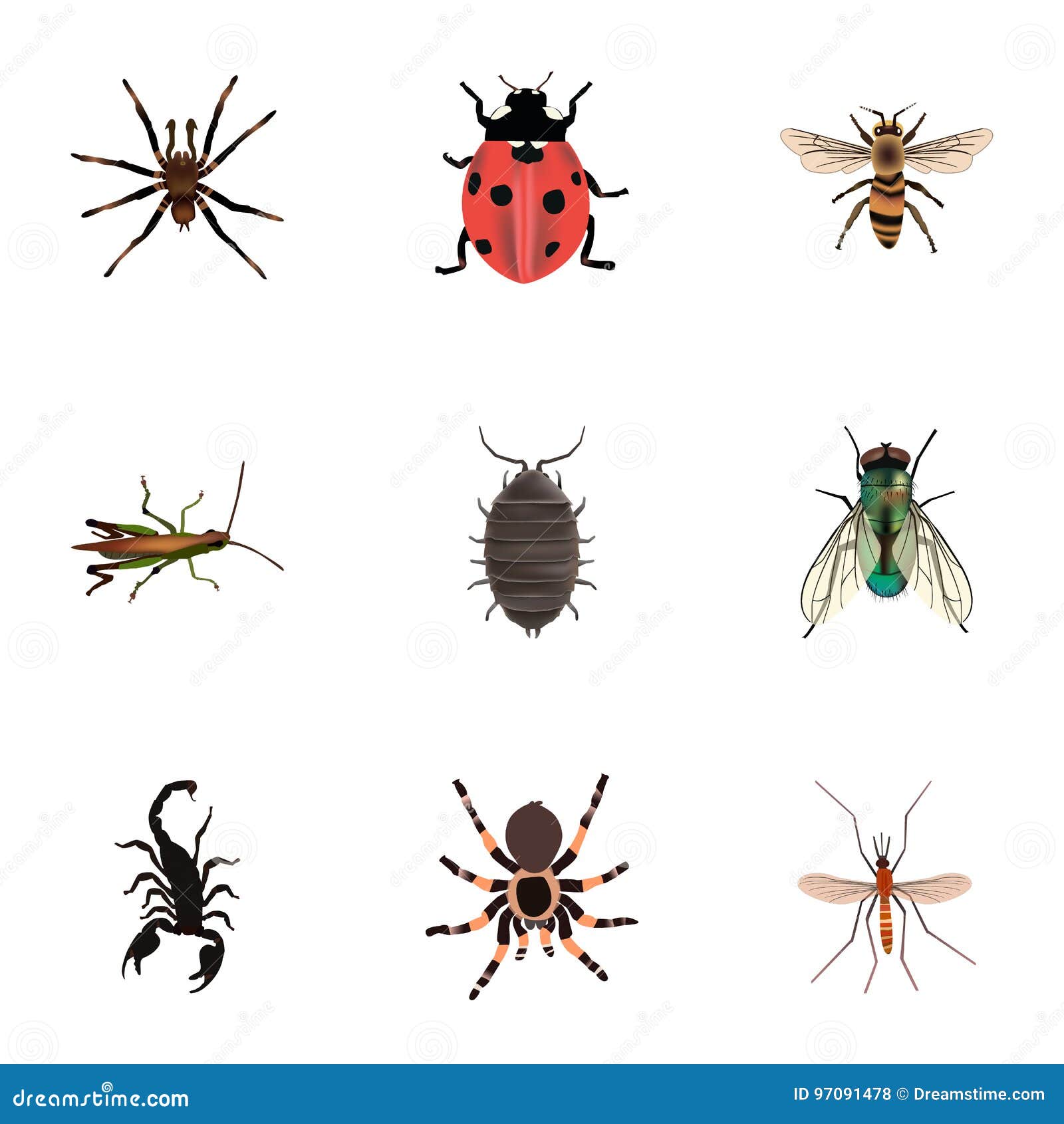Realistic Dor, Wasp, Tarantula And Other Vector Elements. Set Of Bug ...