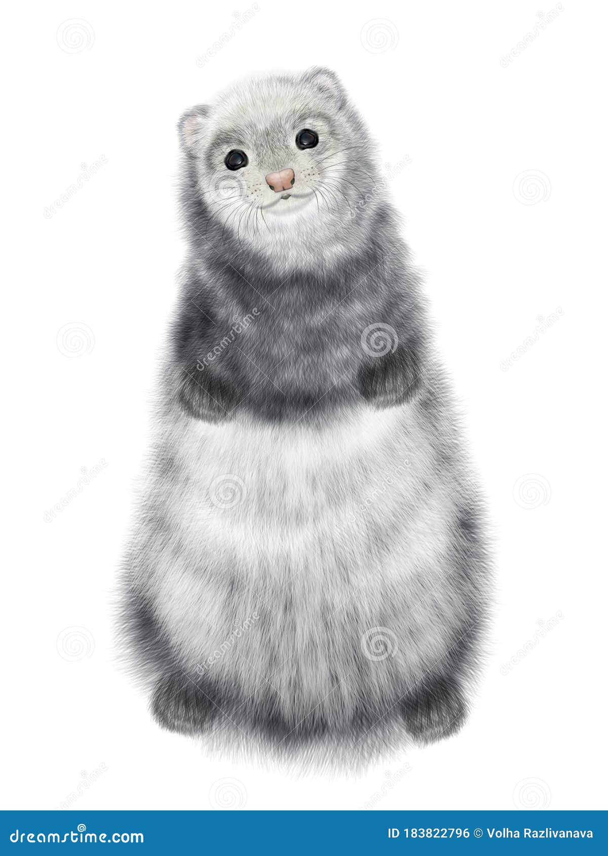 Ferret Realistic Detailed Pencil Drawing. Stock Image | CartoonDealer ...