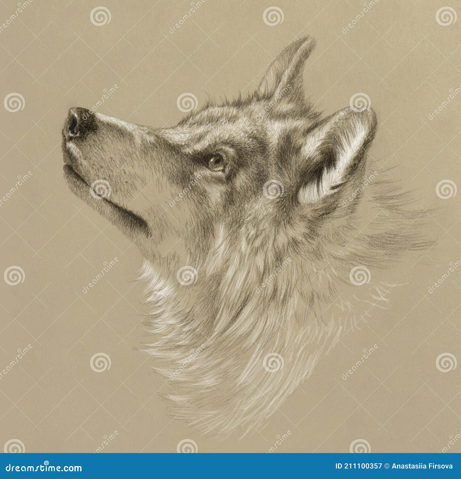 Realistic Drawing Of A Wolf Head. Pencil Drawing On Tinted Paper ...